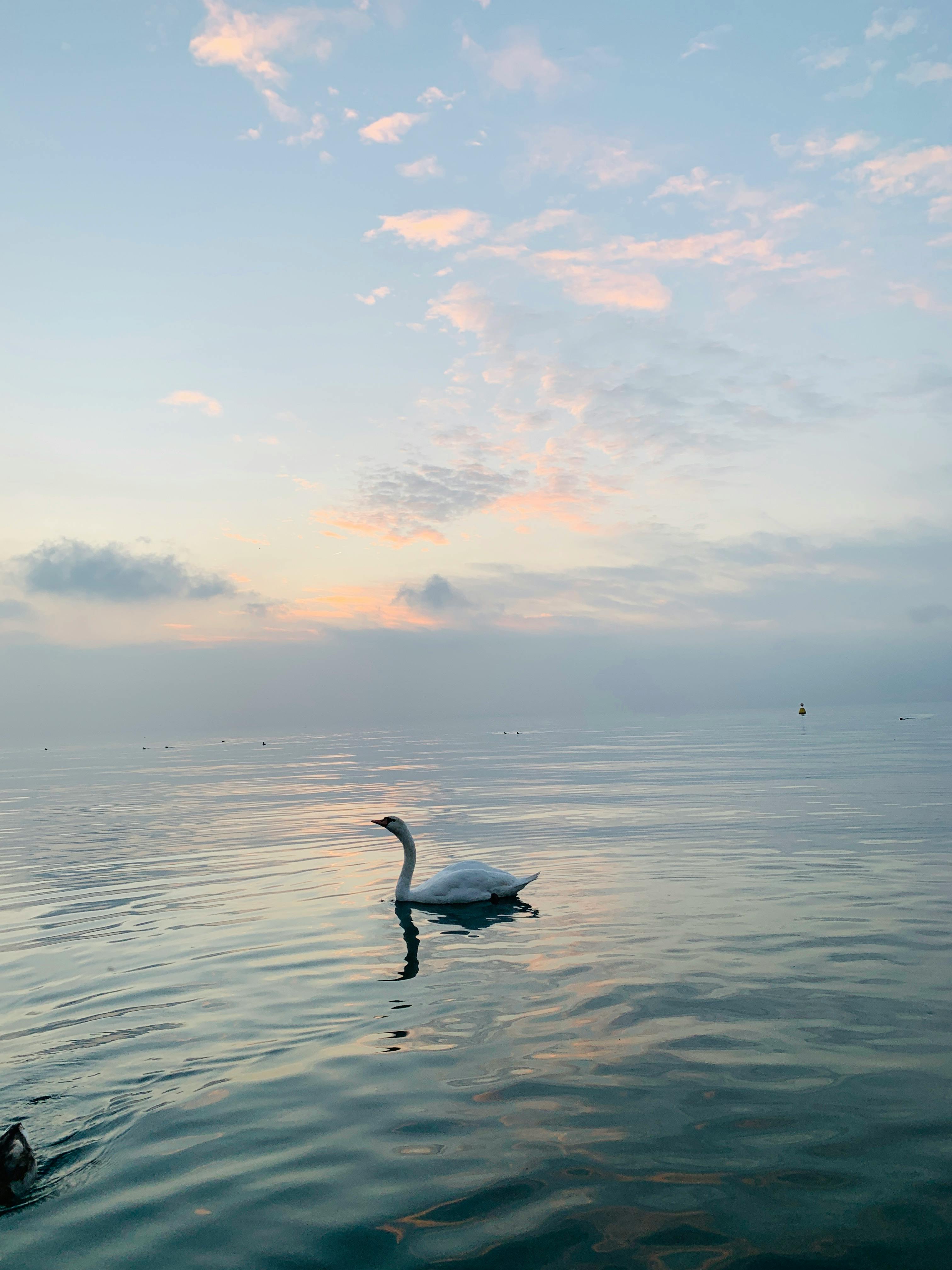 A Swan Floating on a Body Of Water · Free Stock Photo
