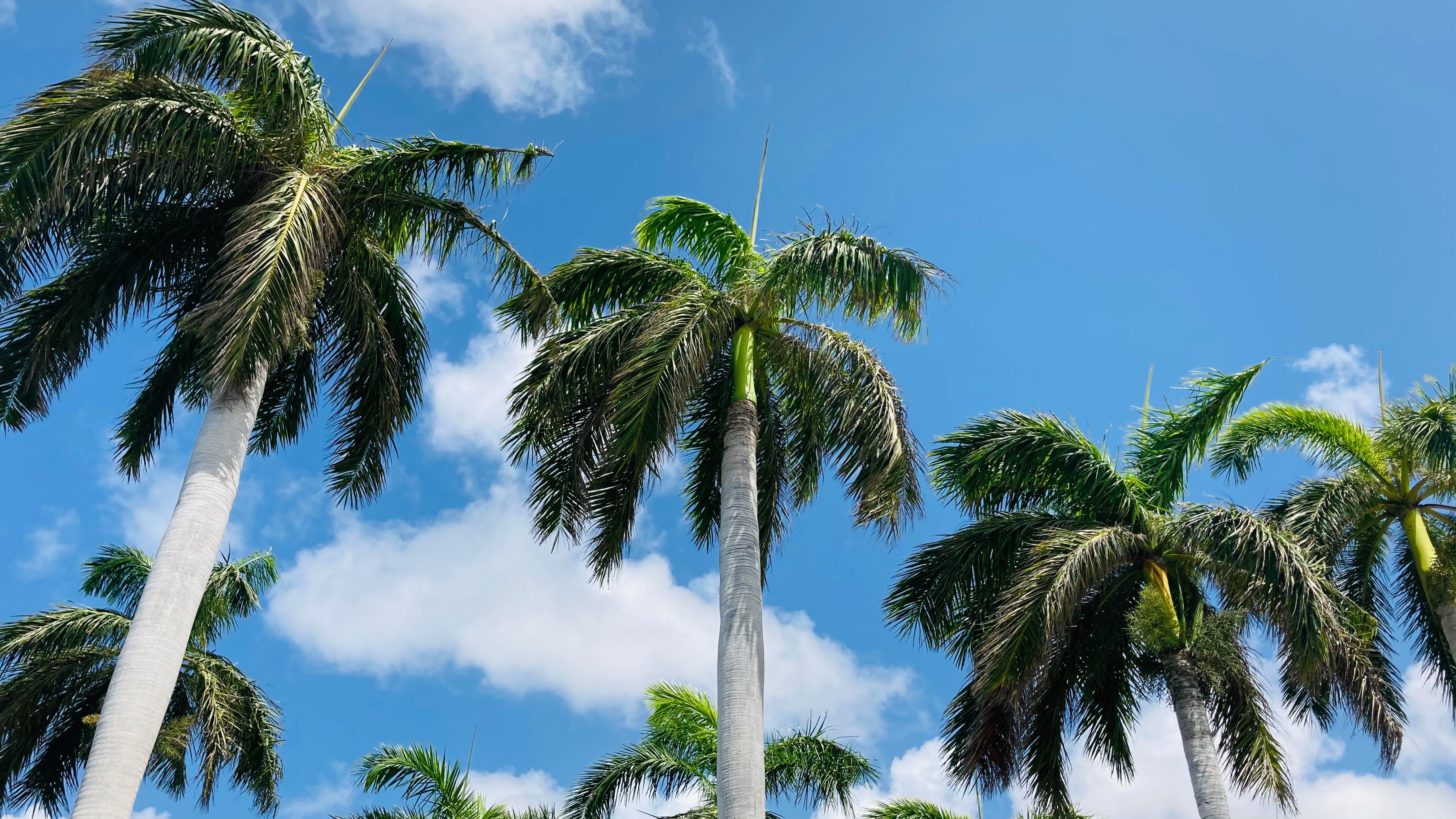 Photo of Palm Trees · Free Stock Photo