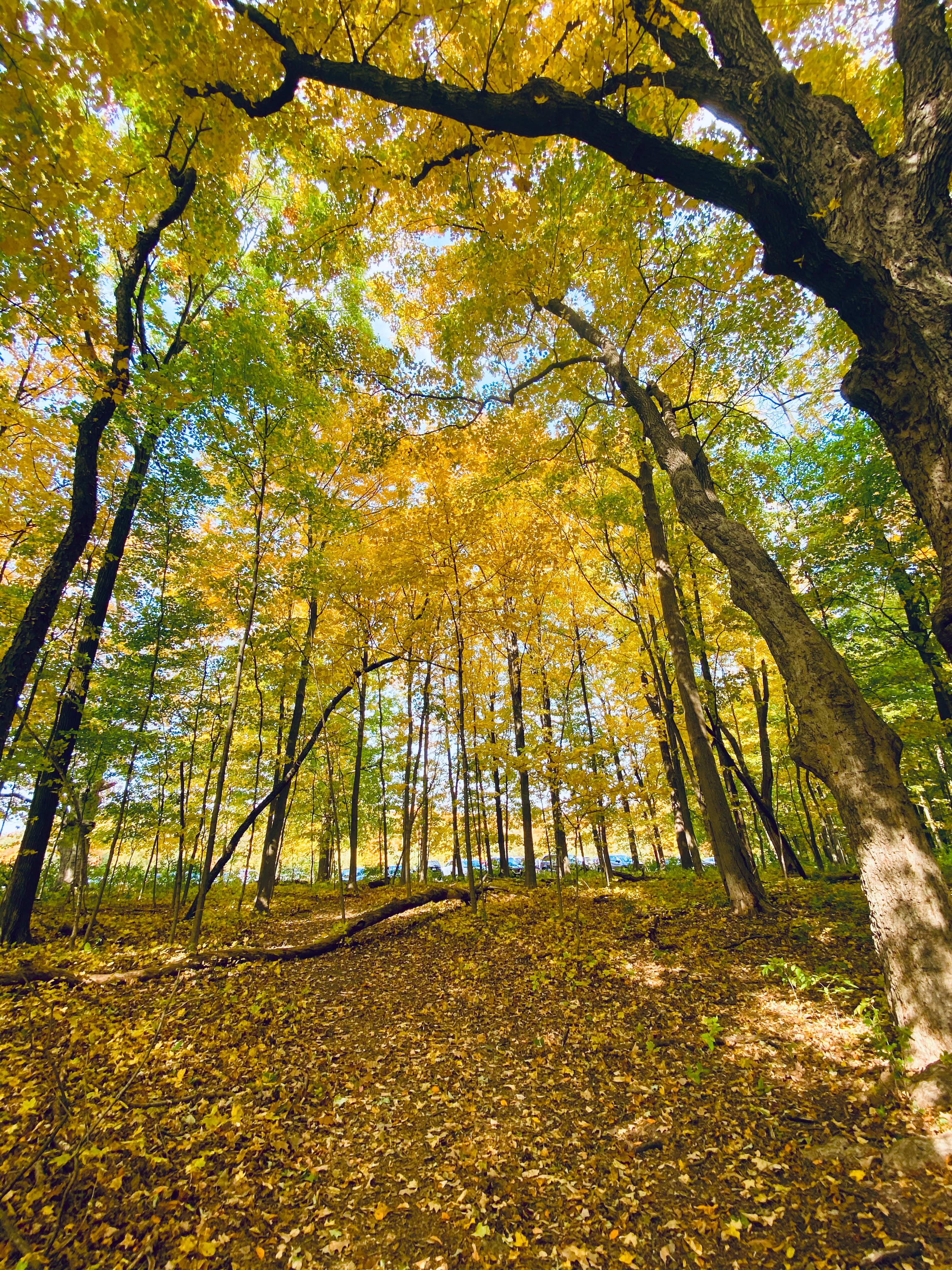 Forest during Daytime · Free Stock Photo