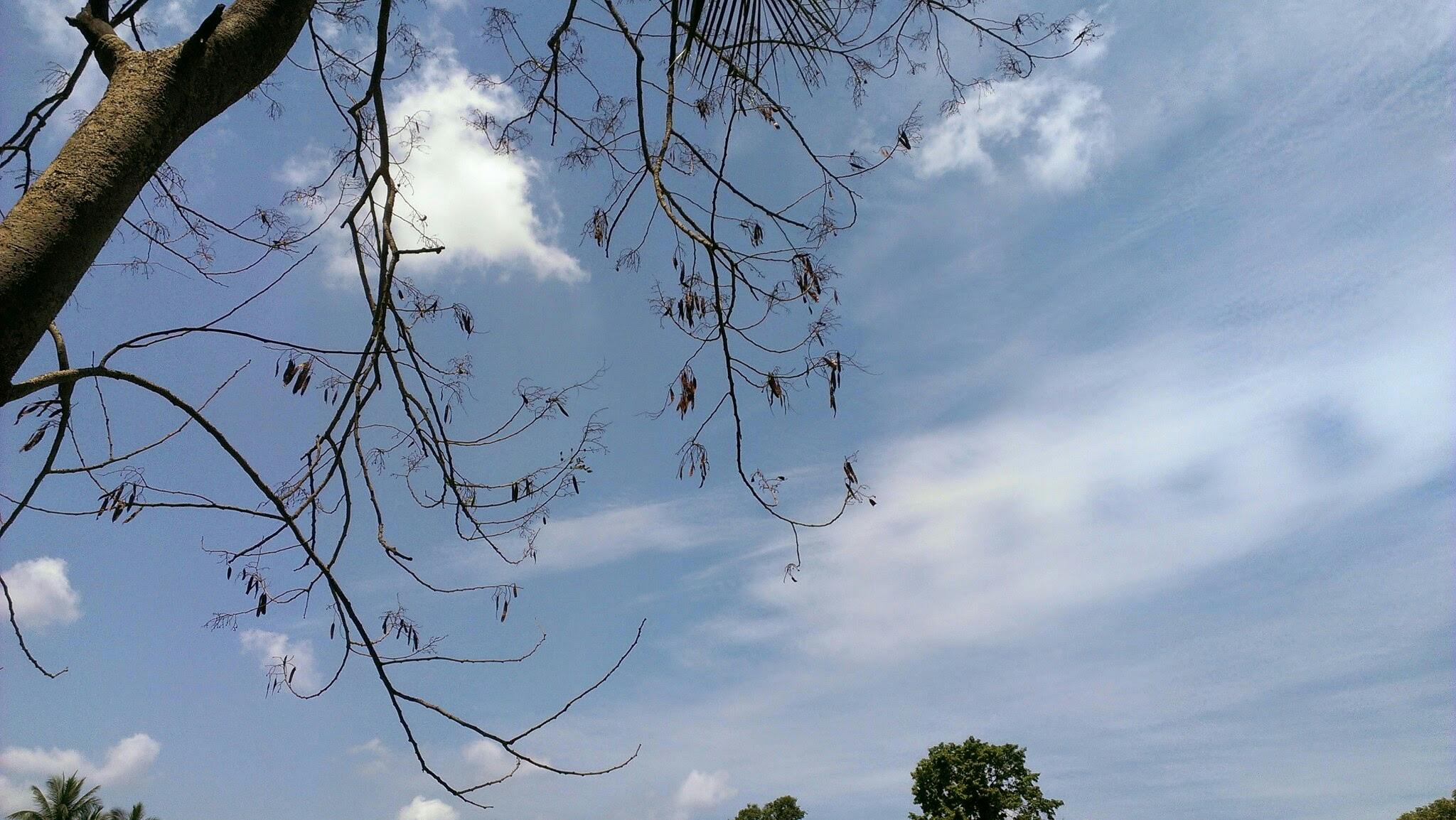 Free stock photo of bangladesh, dhaka at a time, eastern nature
