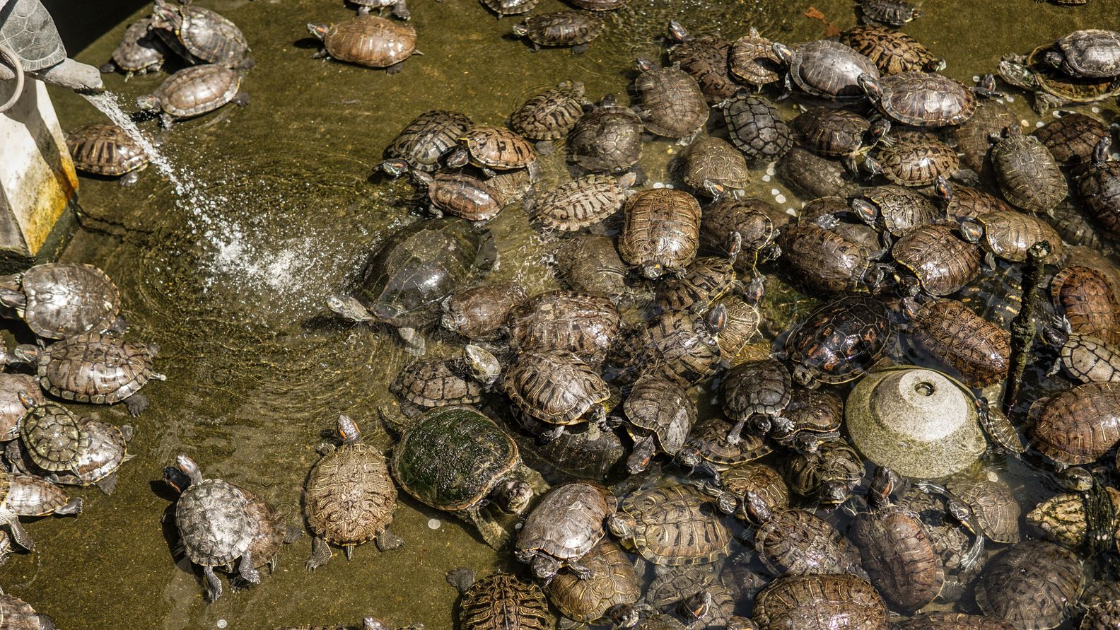 Location of Turtles and Their Natural Habitats