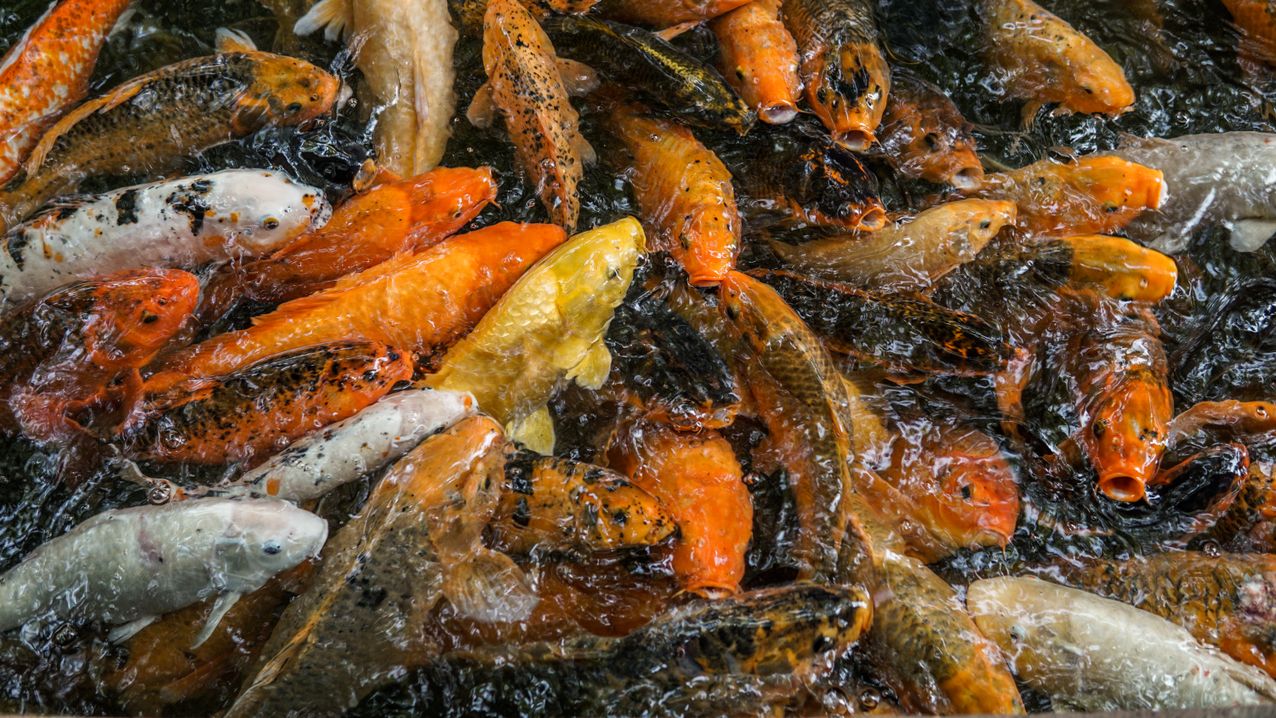 China Fish Aquaculture Industry Trends and Market Analysis