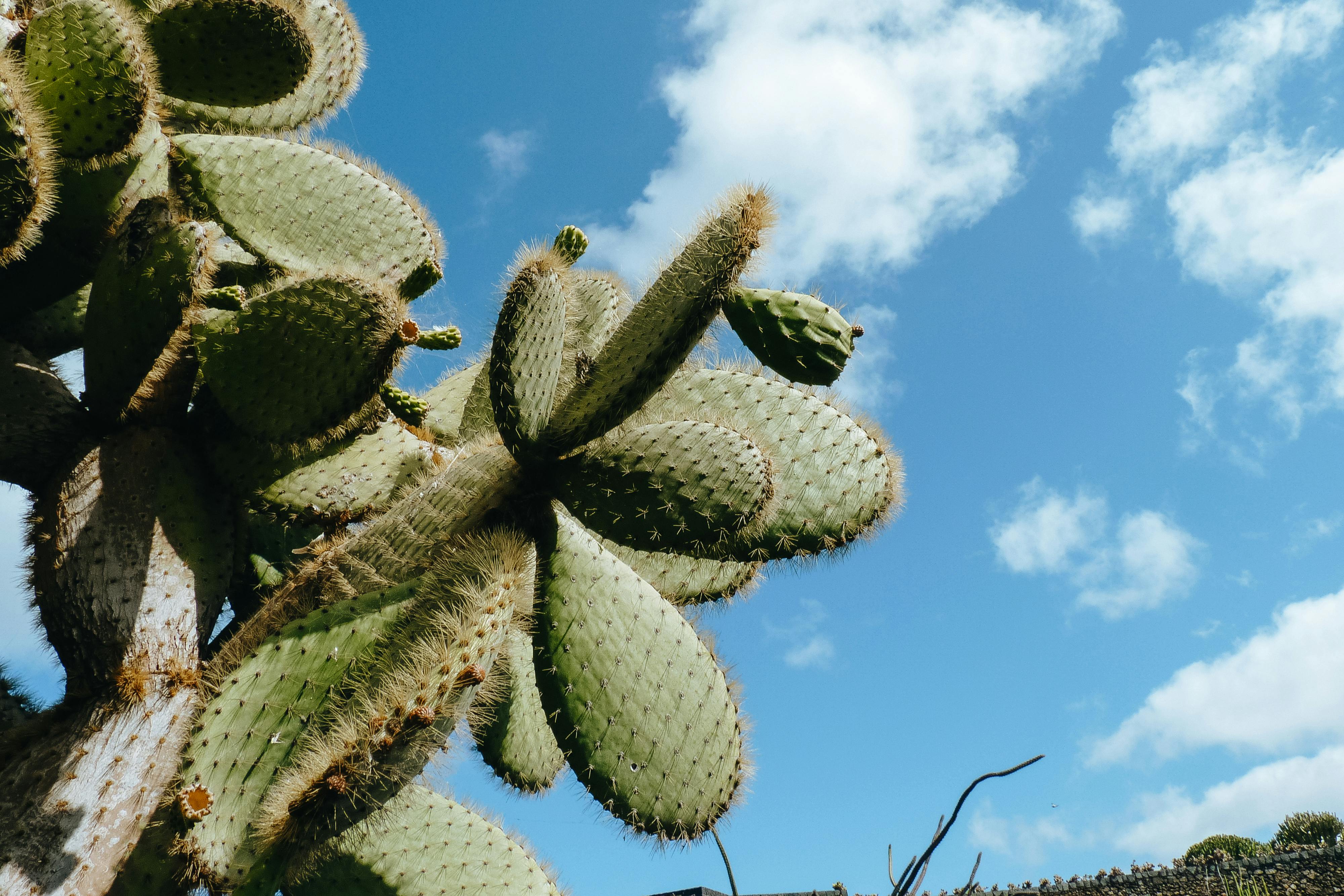 Cactus with spikes in dry desert · Free Stock Photo