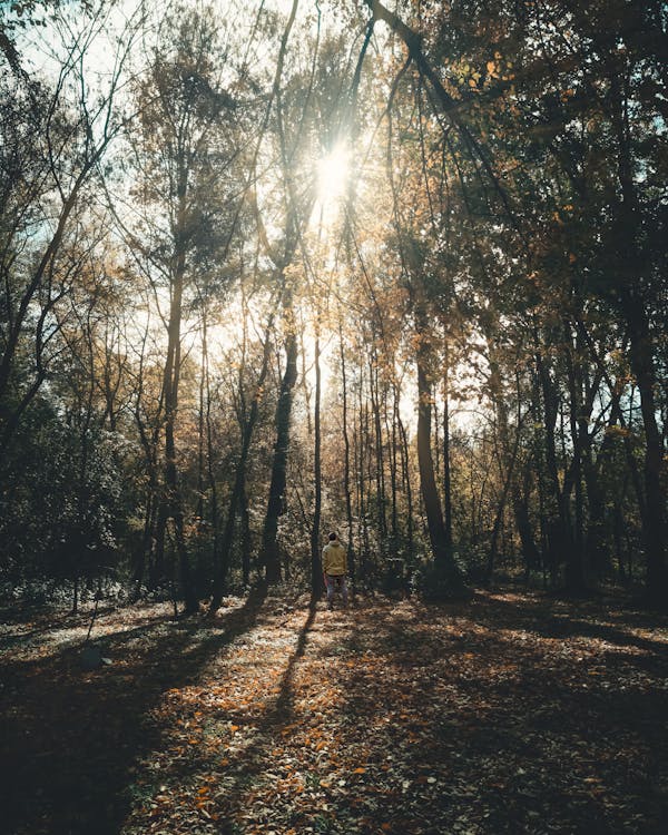 Sunlight Passing Through Trees · Free Stock Photo Sunlight Passing Through Trees · Free Stock Photo