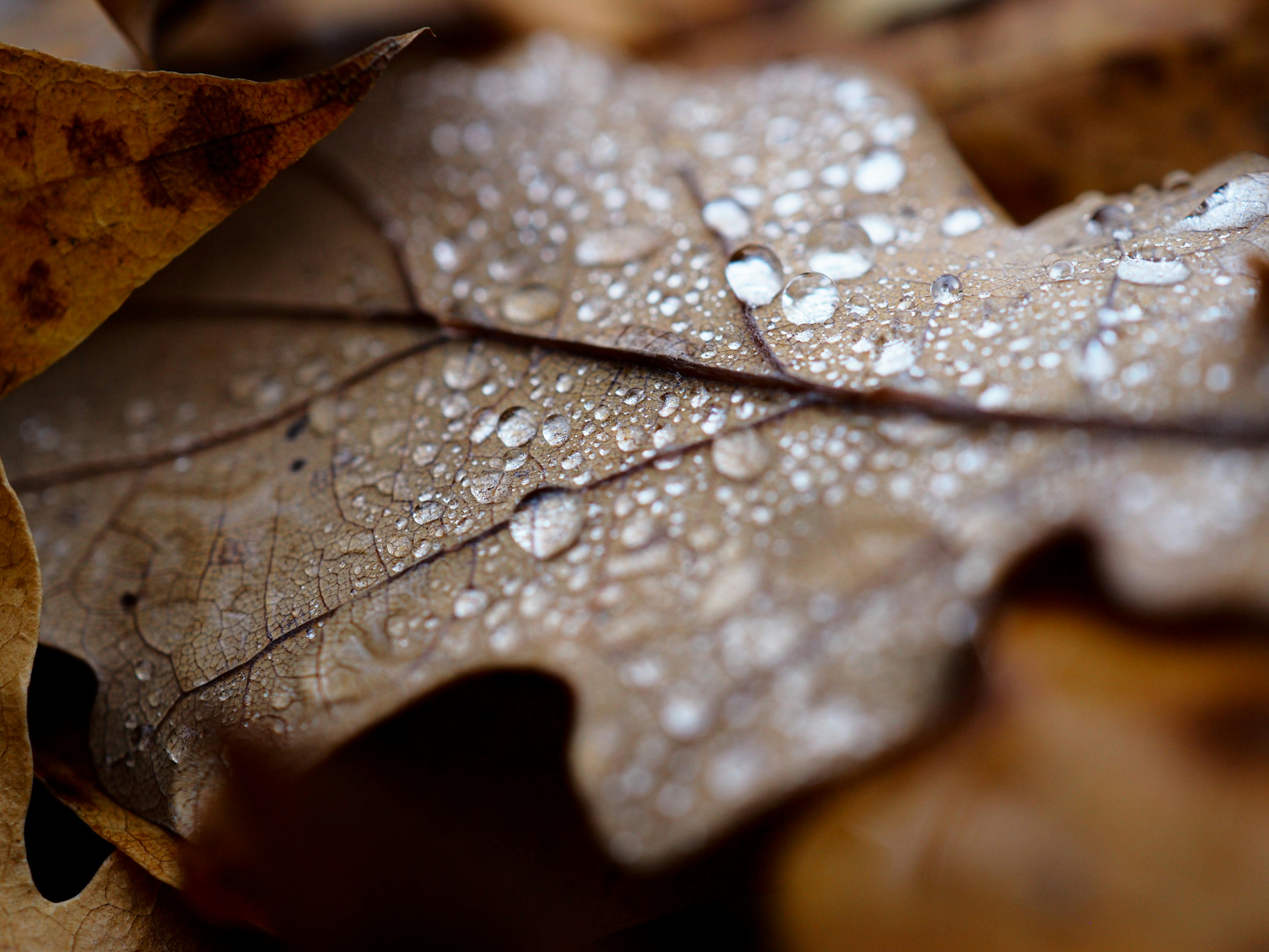 Water Droplets on Brown Dried Leaf · Free Stock Photo
