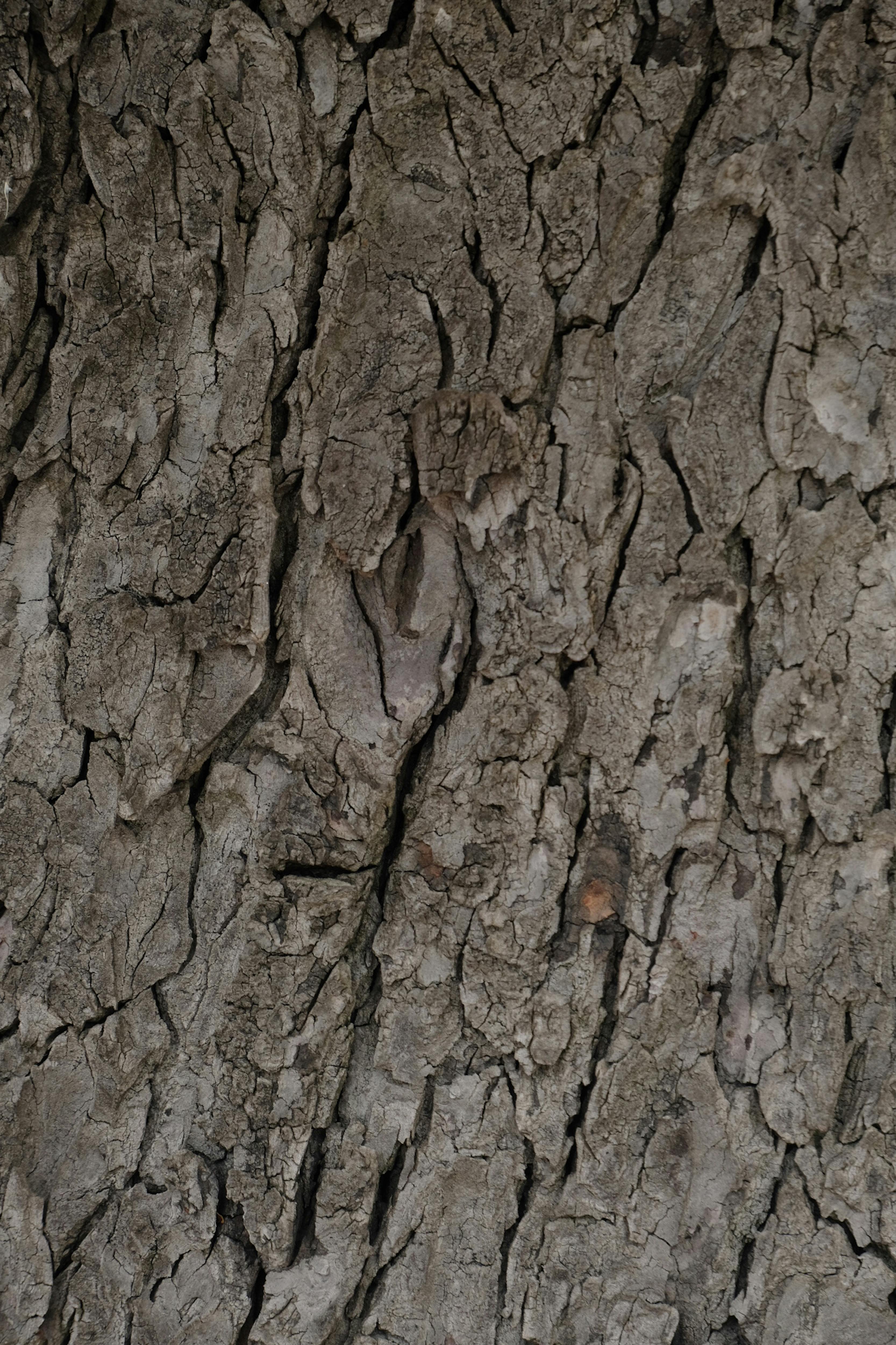 Rough Texture of a Tree Bark · Free Stock Photo