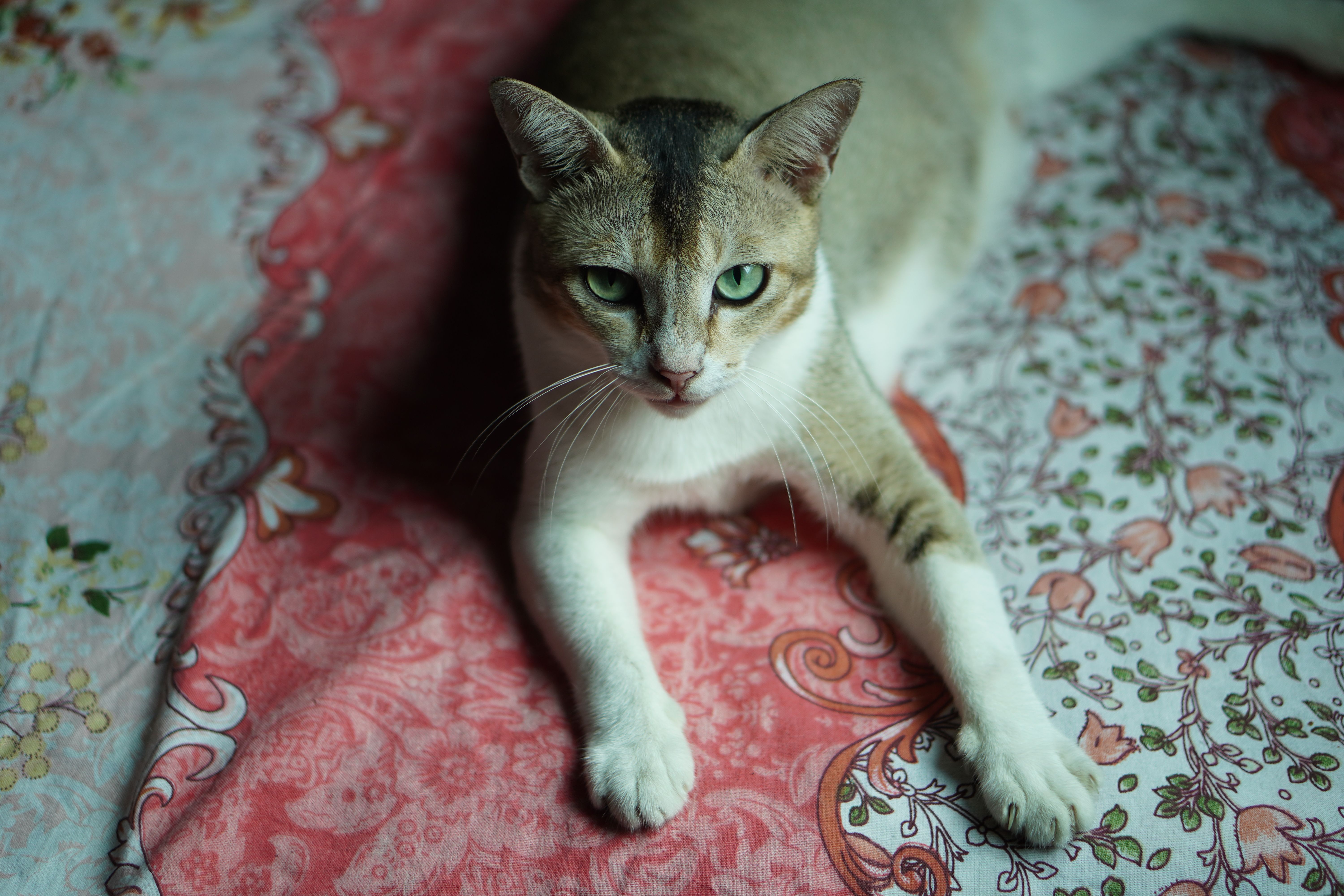 Cat Looking Down Photos, Download The BEST Free Cat Looking Down Stock ...