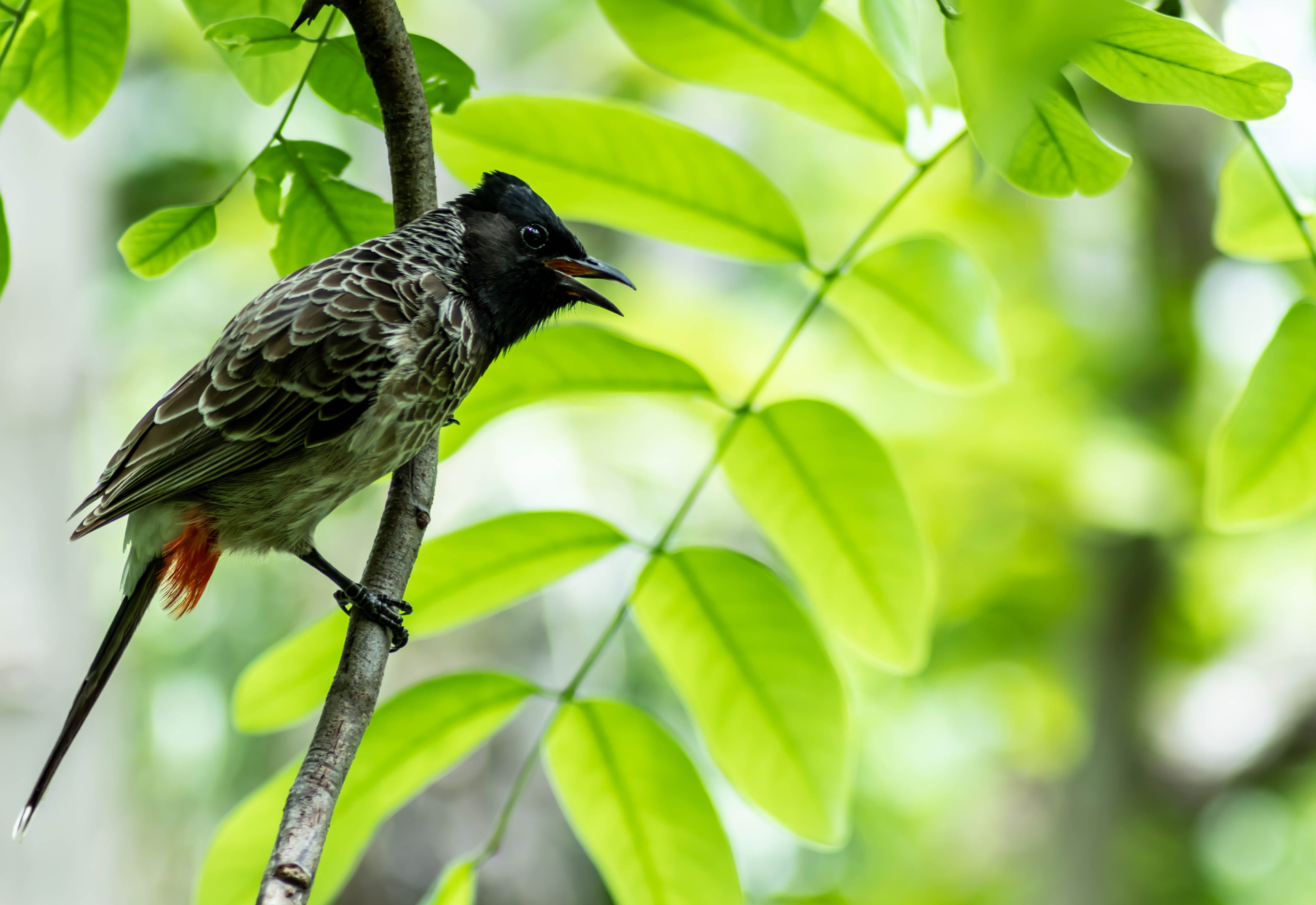 A Green Bird on Green Tree · Free Stock Photo