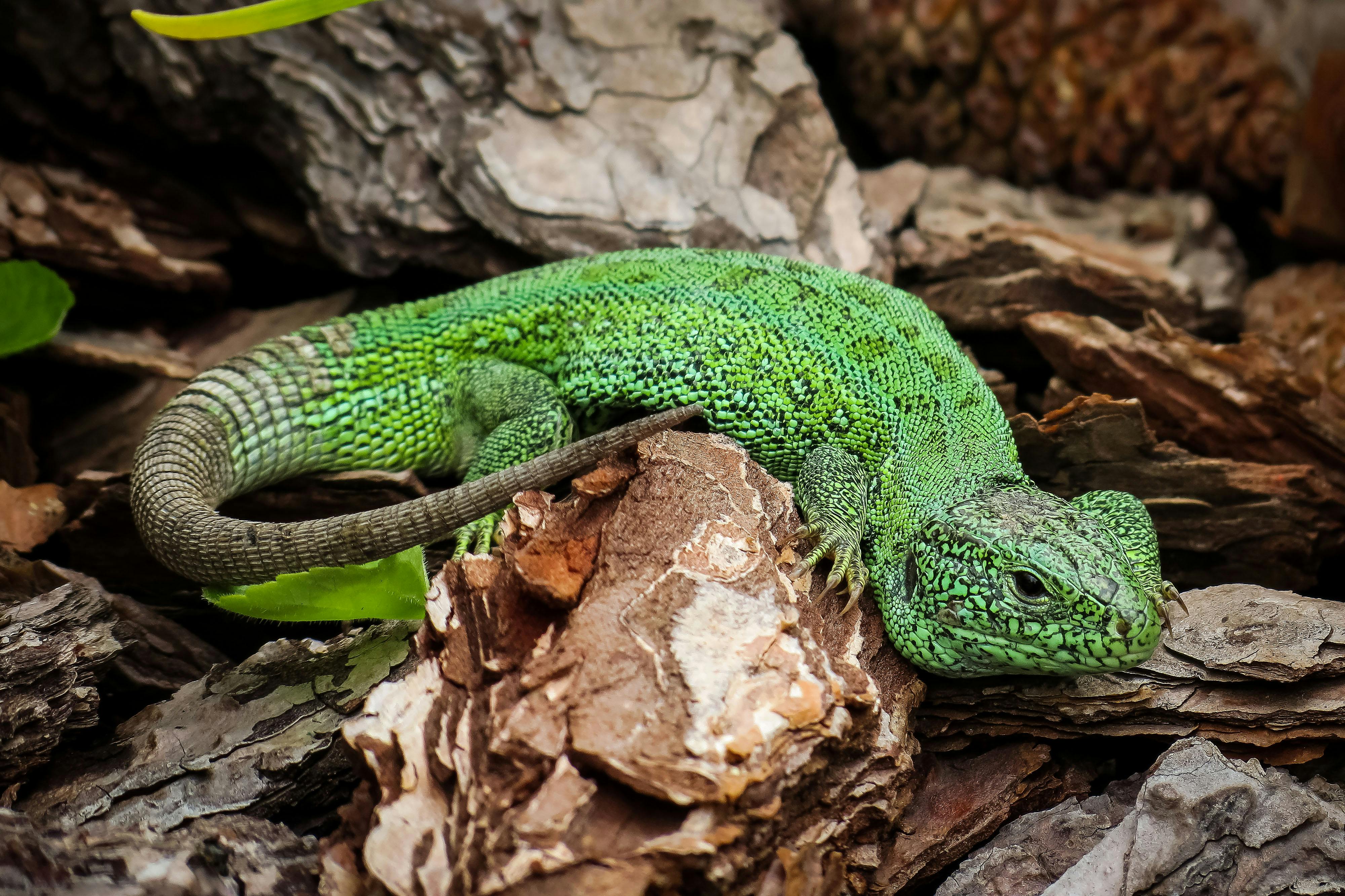 Green Lizard on Brown Wood · Free Stock Photo