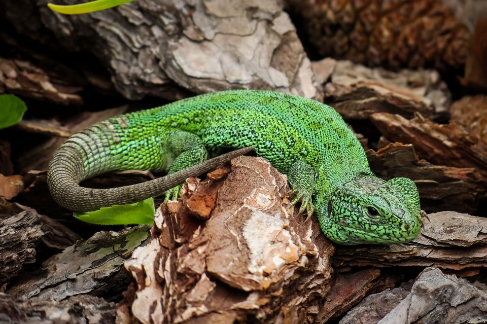 Ophisaurus Ventralis: Easy Guide to Eastern Glass Lizard