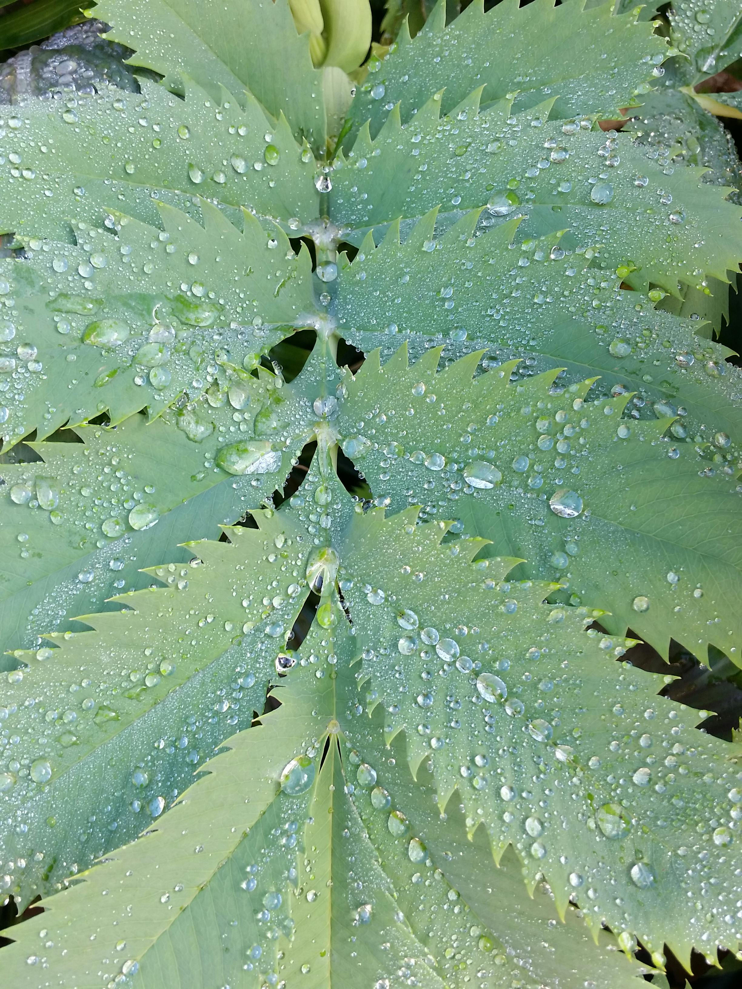 Free stock photo of after the rain, dew drops, rain drops - Stock Image ...