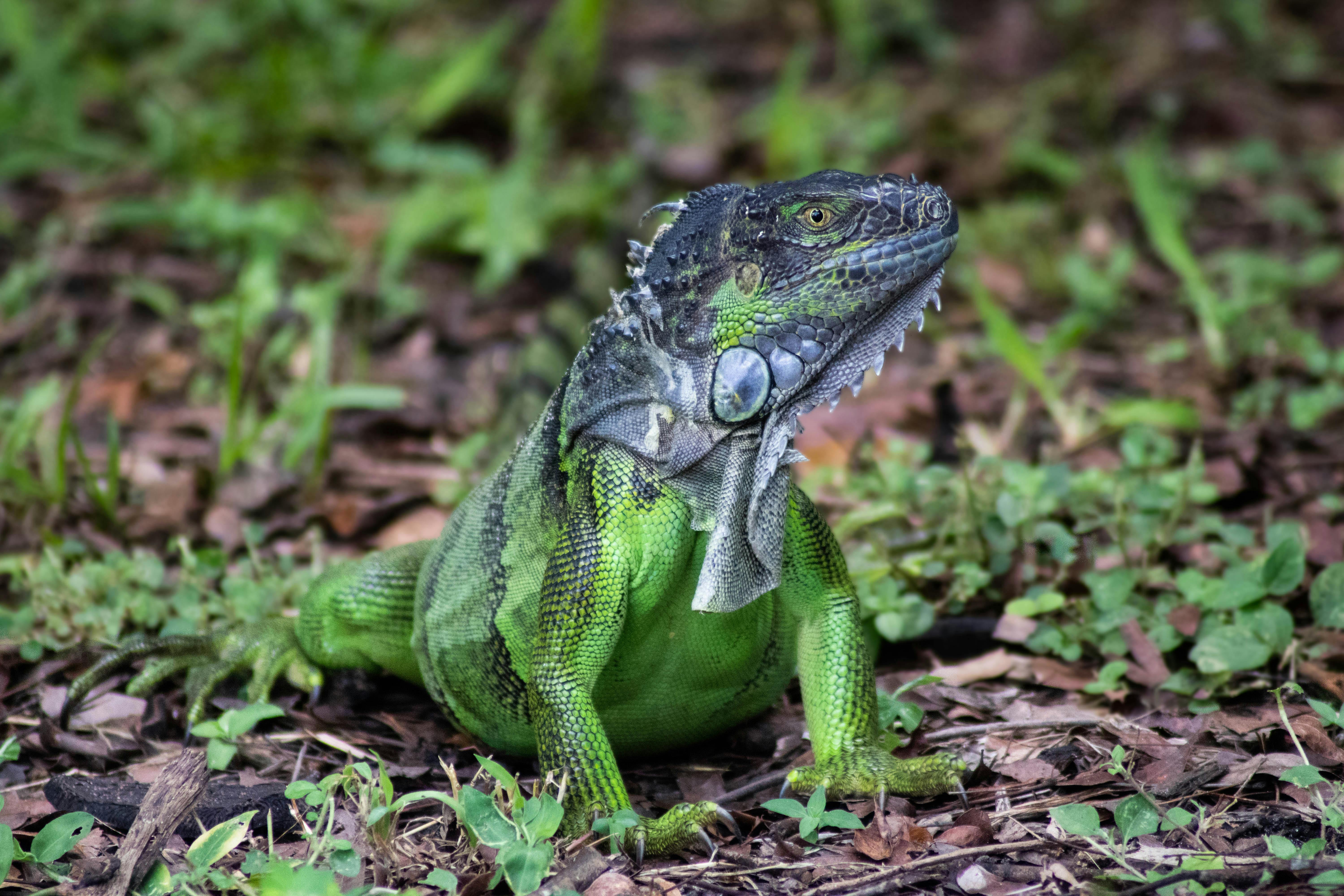 Gray Iguana on the Grass · Free Stock Photo