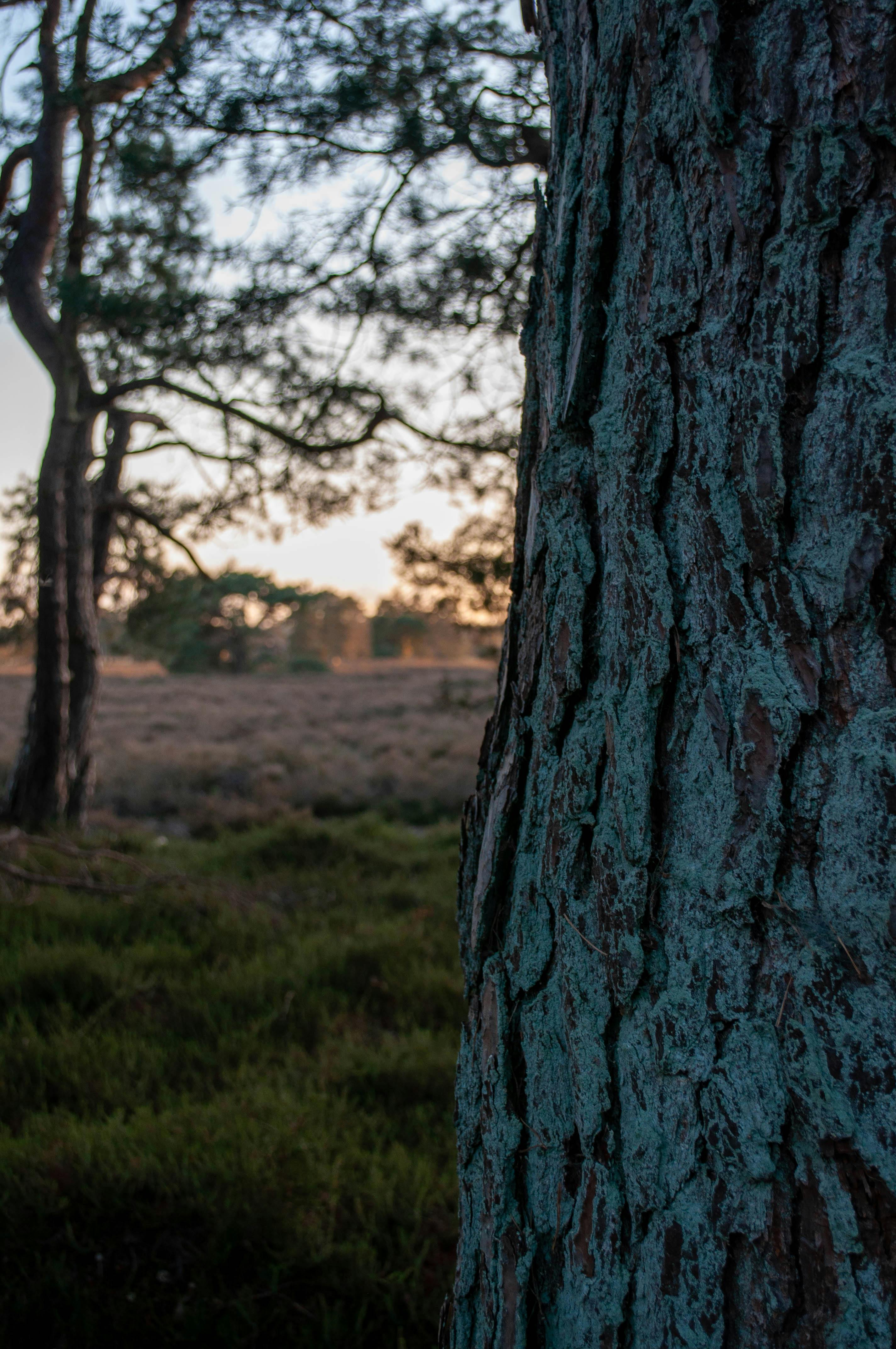 Wouter van der Velde — Фотография