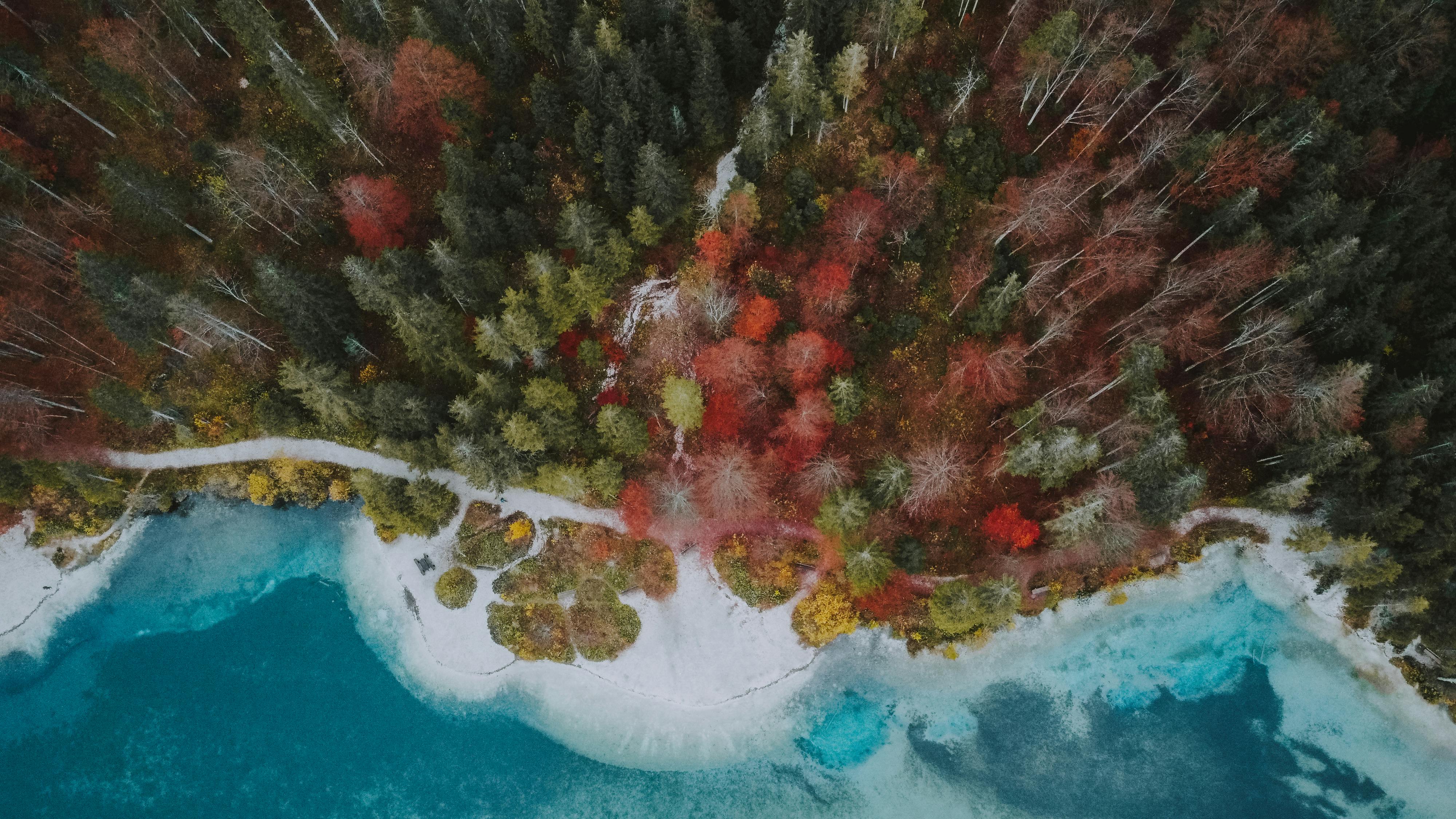 Trees on coast of tropical sea · Free Stock Photo