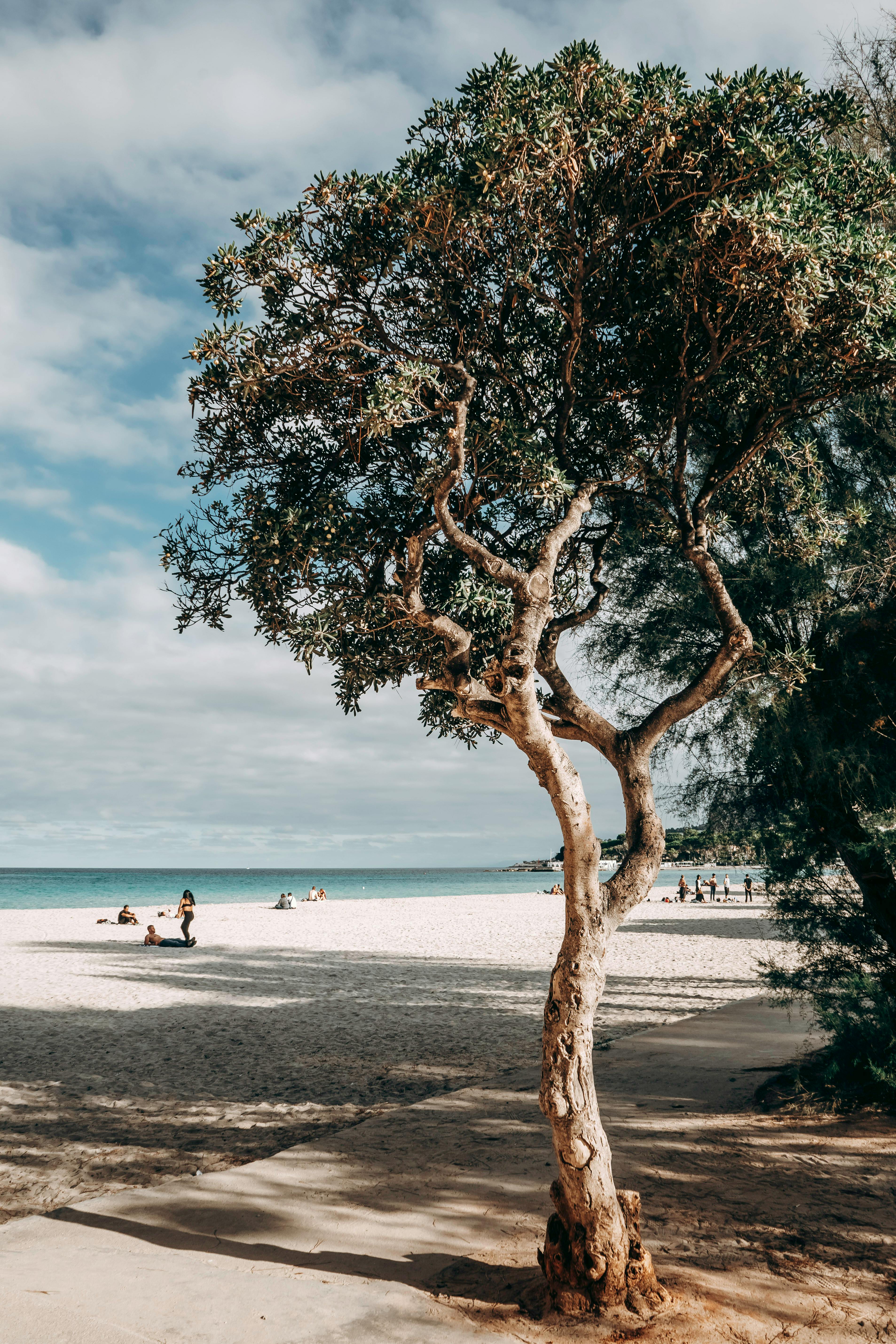 A Tree Near the Beach · Free Stock Photo