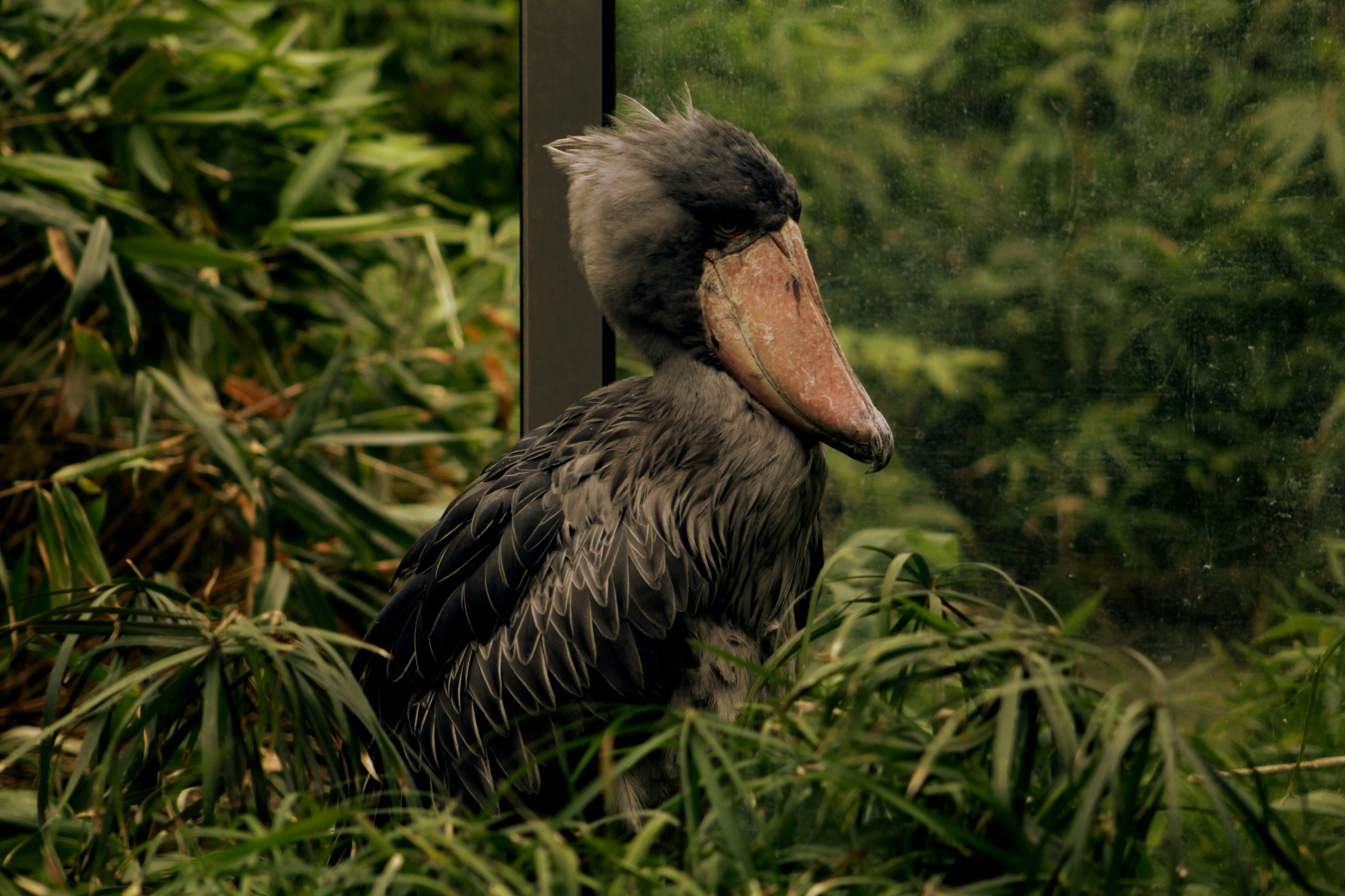 Shoebill Photos, Download The BEST Free Shoebill Stock Photos & HD Images