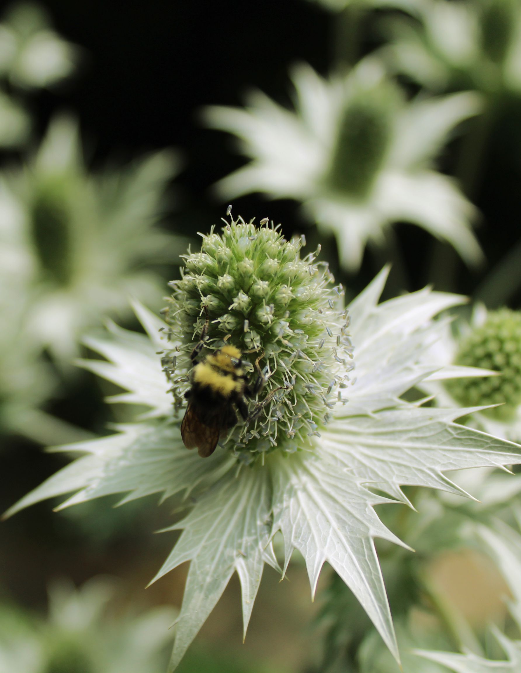 Green Wild Plant on the Ground · Free Stock Photo