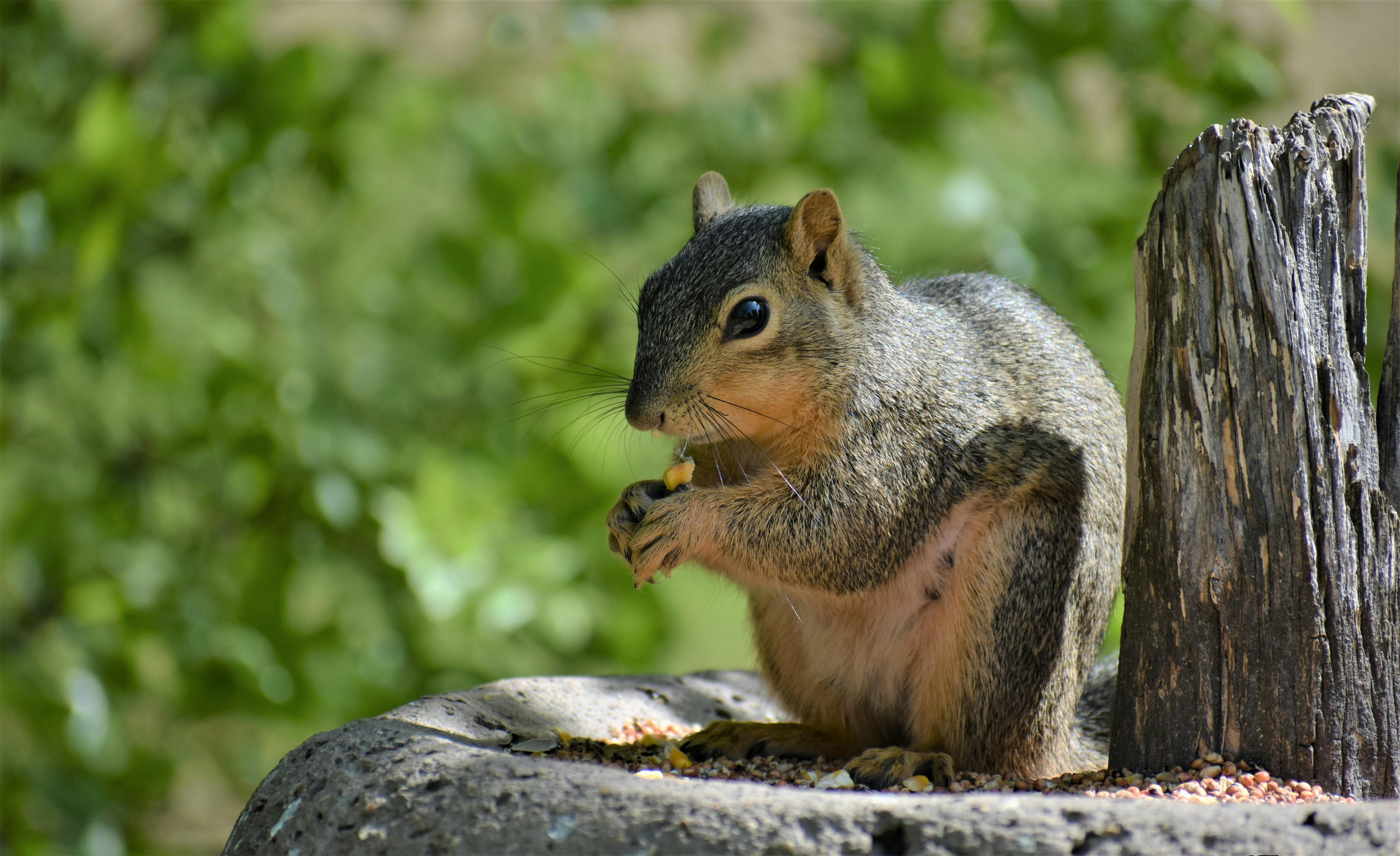 Close up of Squirrel Eating · Free Stock Photo