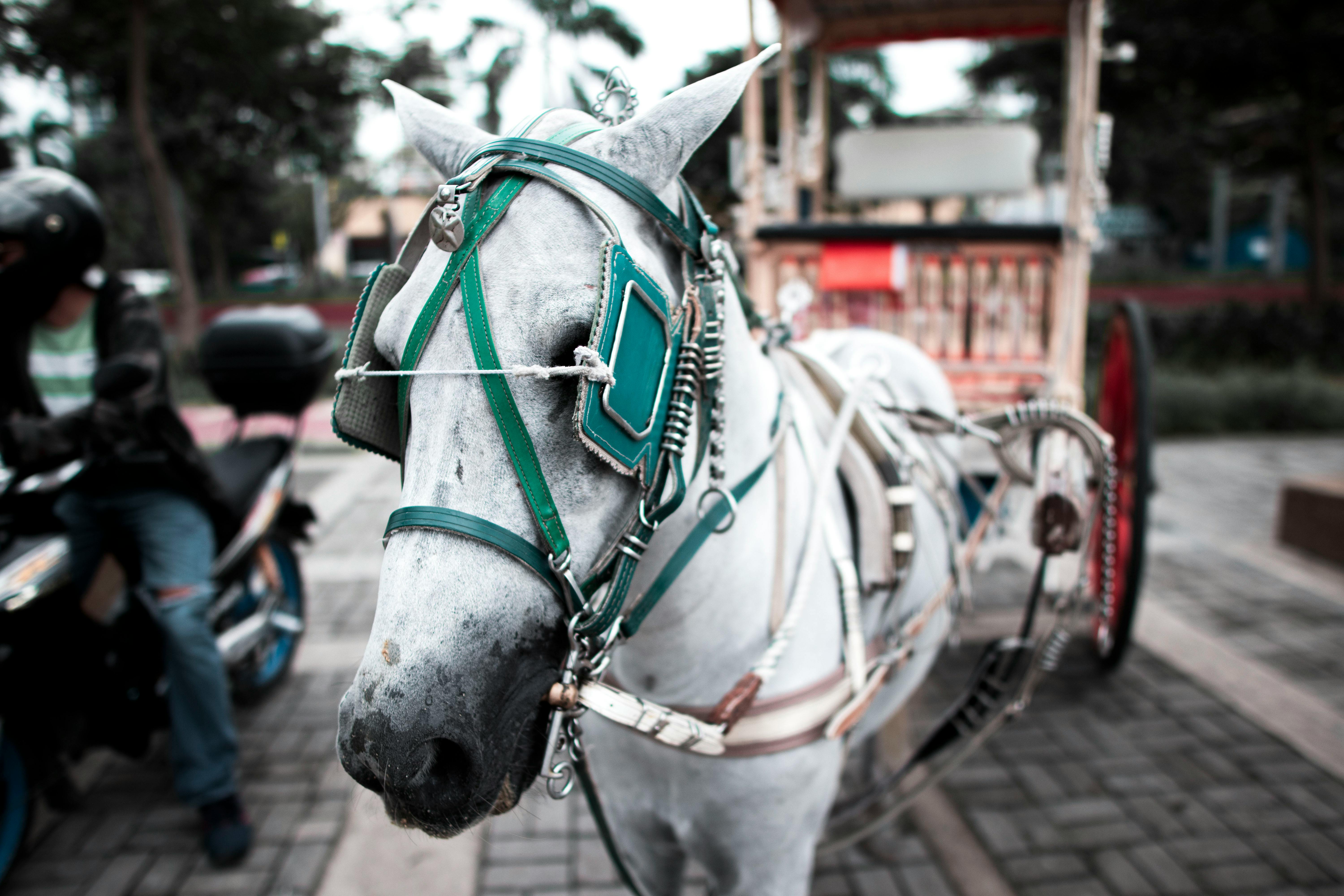 Harnessed Photos, Download The BEST Free Harnessed Stock Photos & HD Images