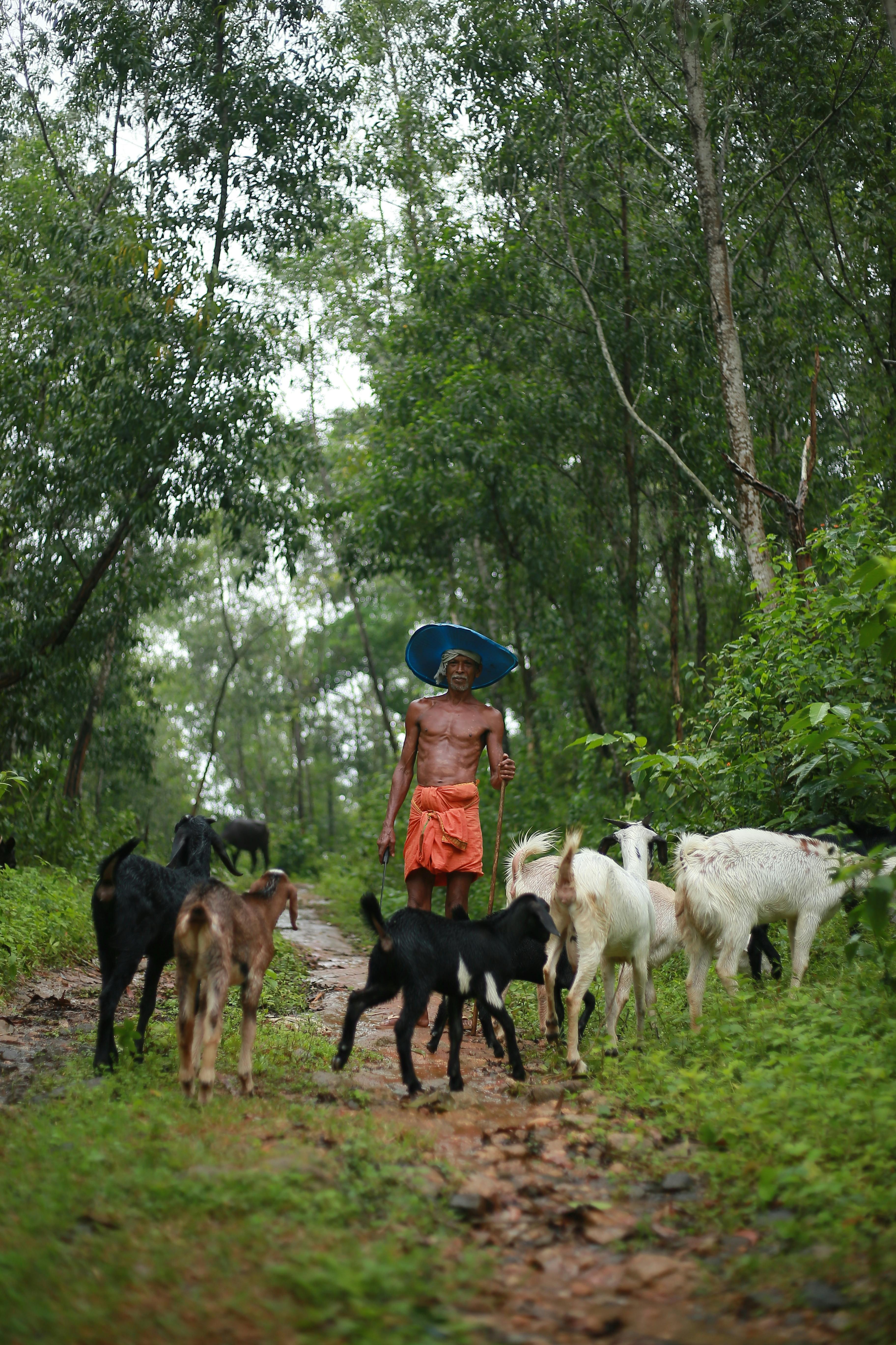 A Shirtless Man with His Goats in a Forest · Free Stock Photo