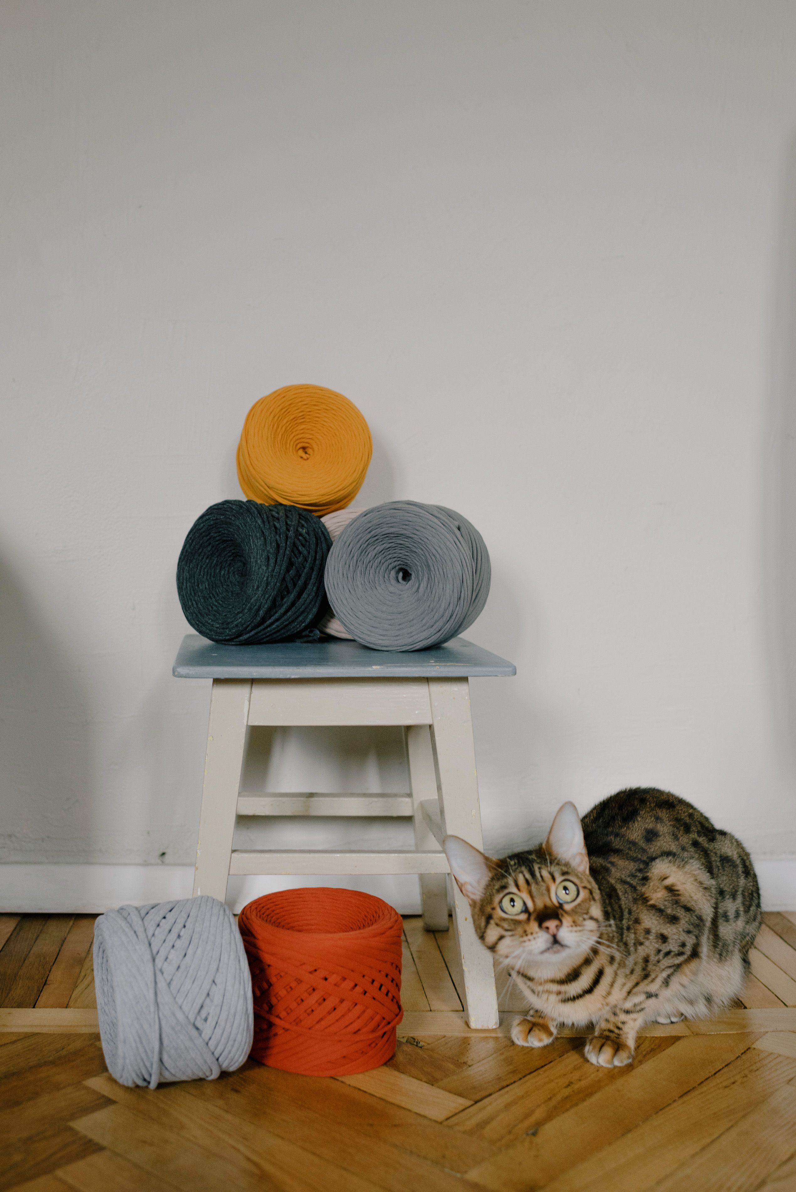 Cat With Yarn Photos, Download The BEST Free Cat With Yarn Stock Photos ...