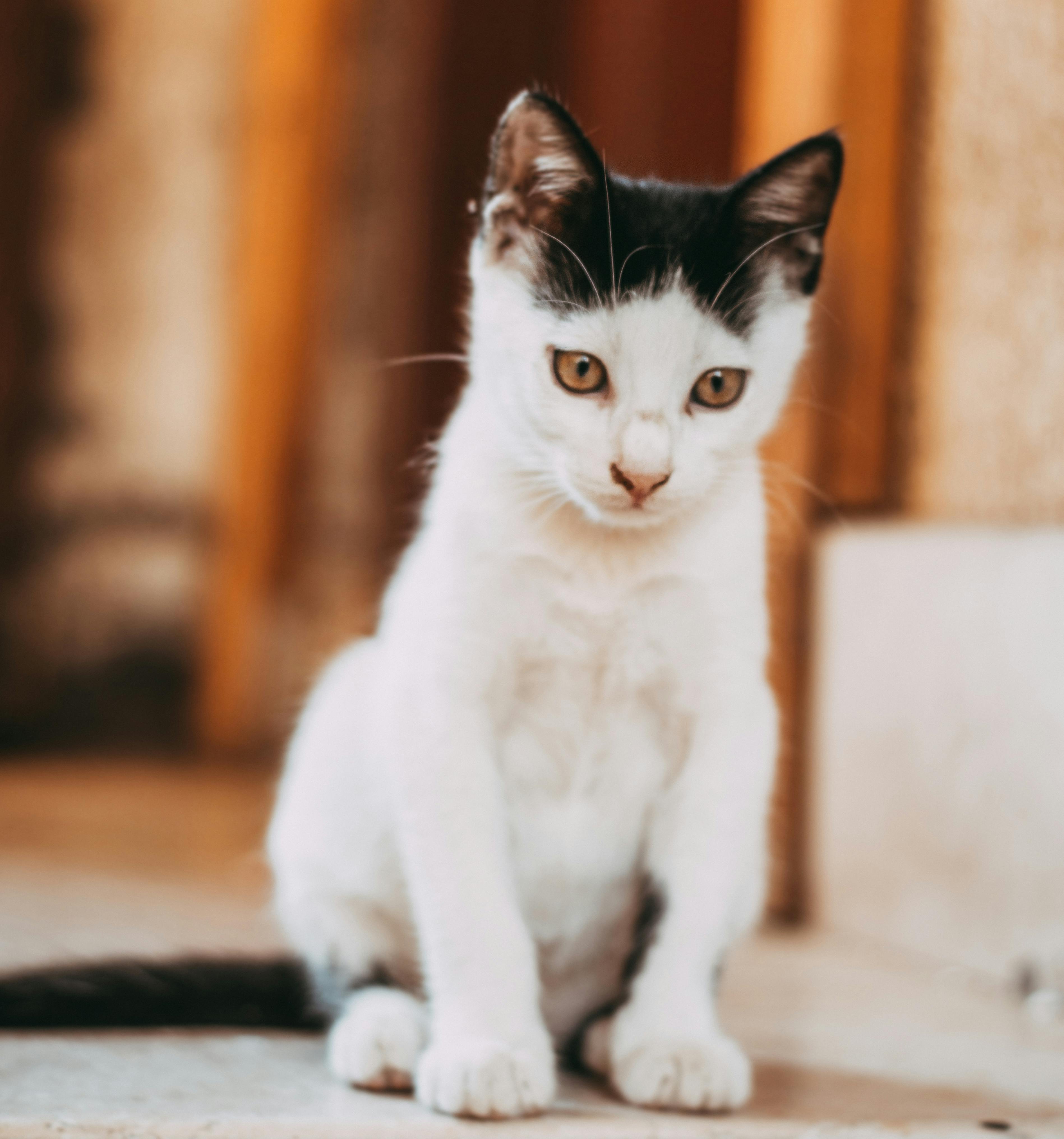 Free stock photo of animal, blur, cat