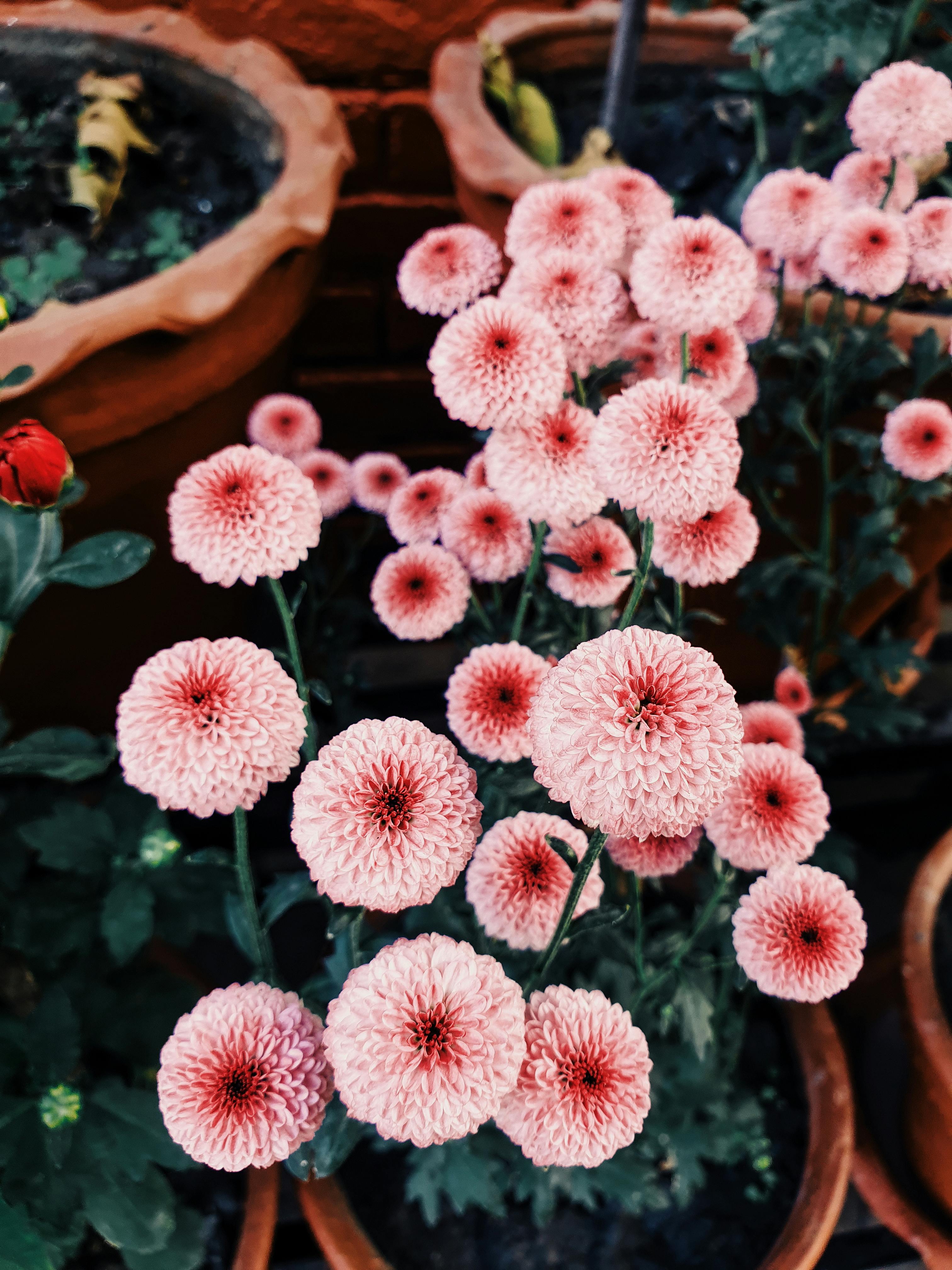 Imagine de stoc gratuită cu afișare de flori, amenajare a teritoriului ...