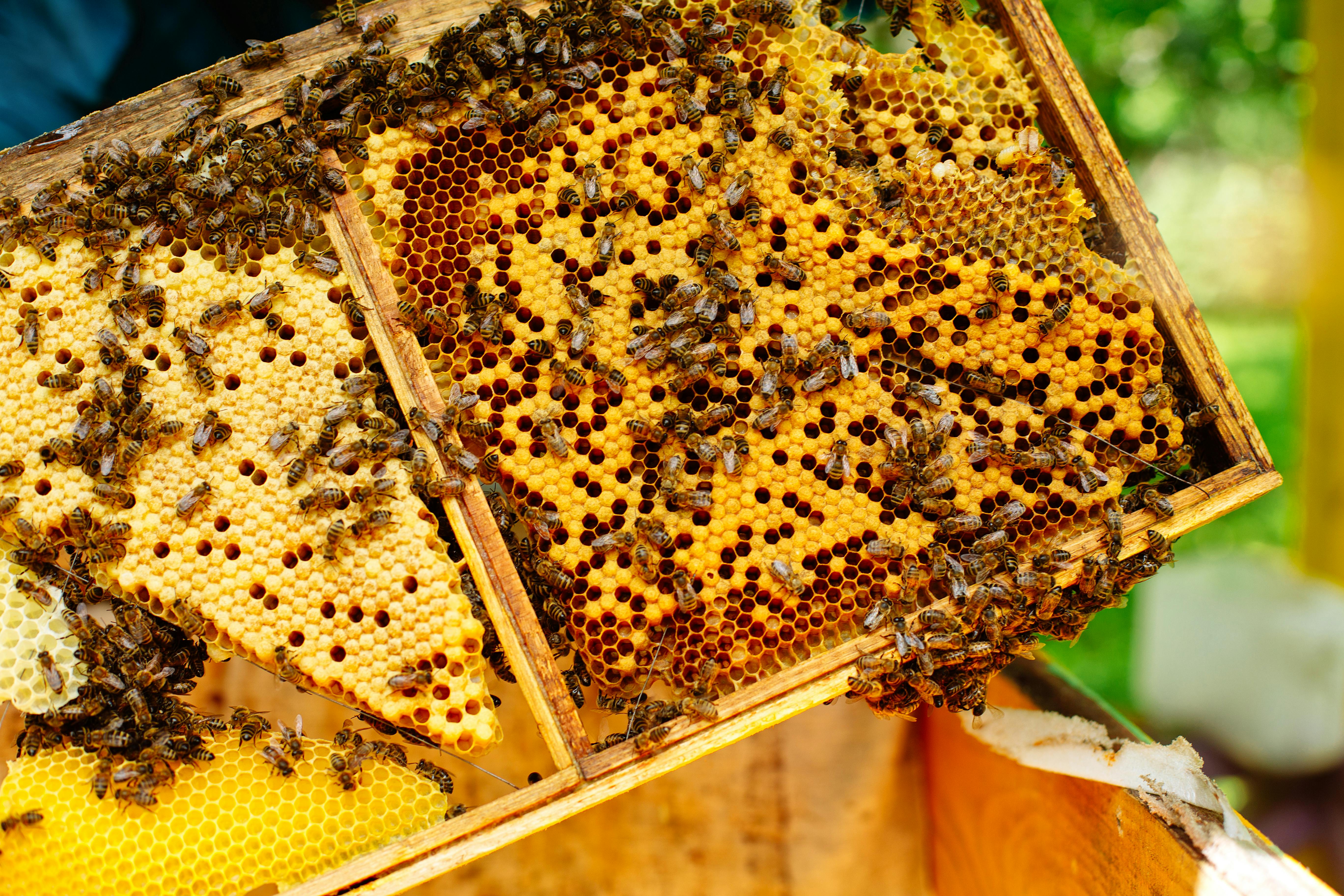 Les 70+ meilleures photos sur le thème Apiculture · Téléchargement ...