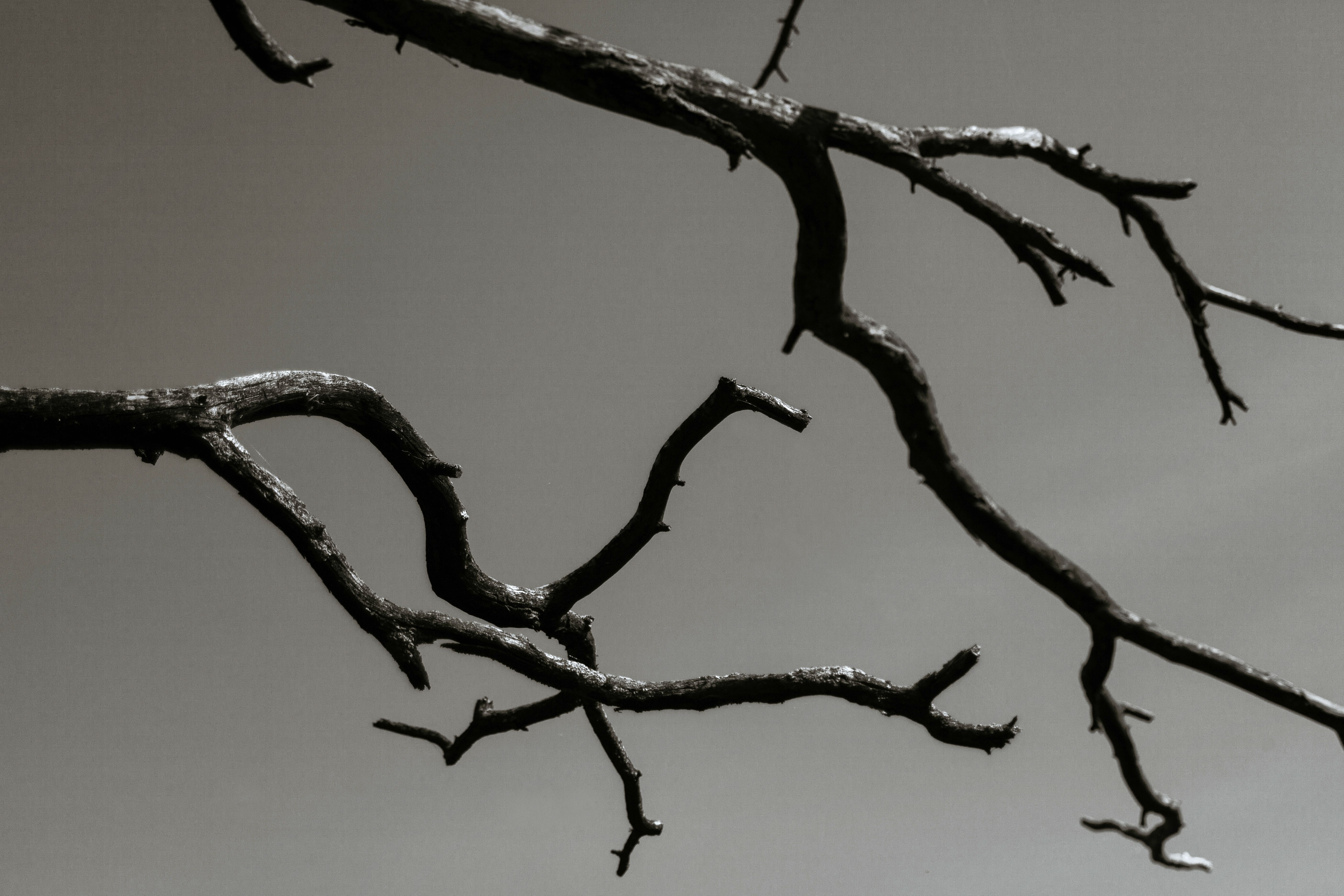 Grayscale Photo of Branches · Free Stock Photo