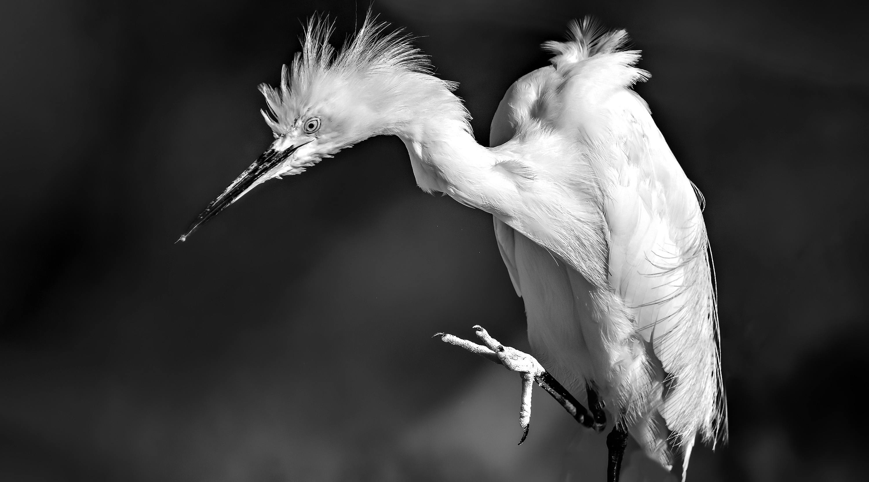 A Grayscale Photo of an Egret Bird · Free Stock Photo