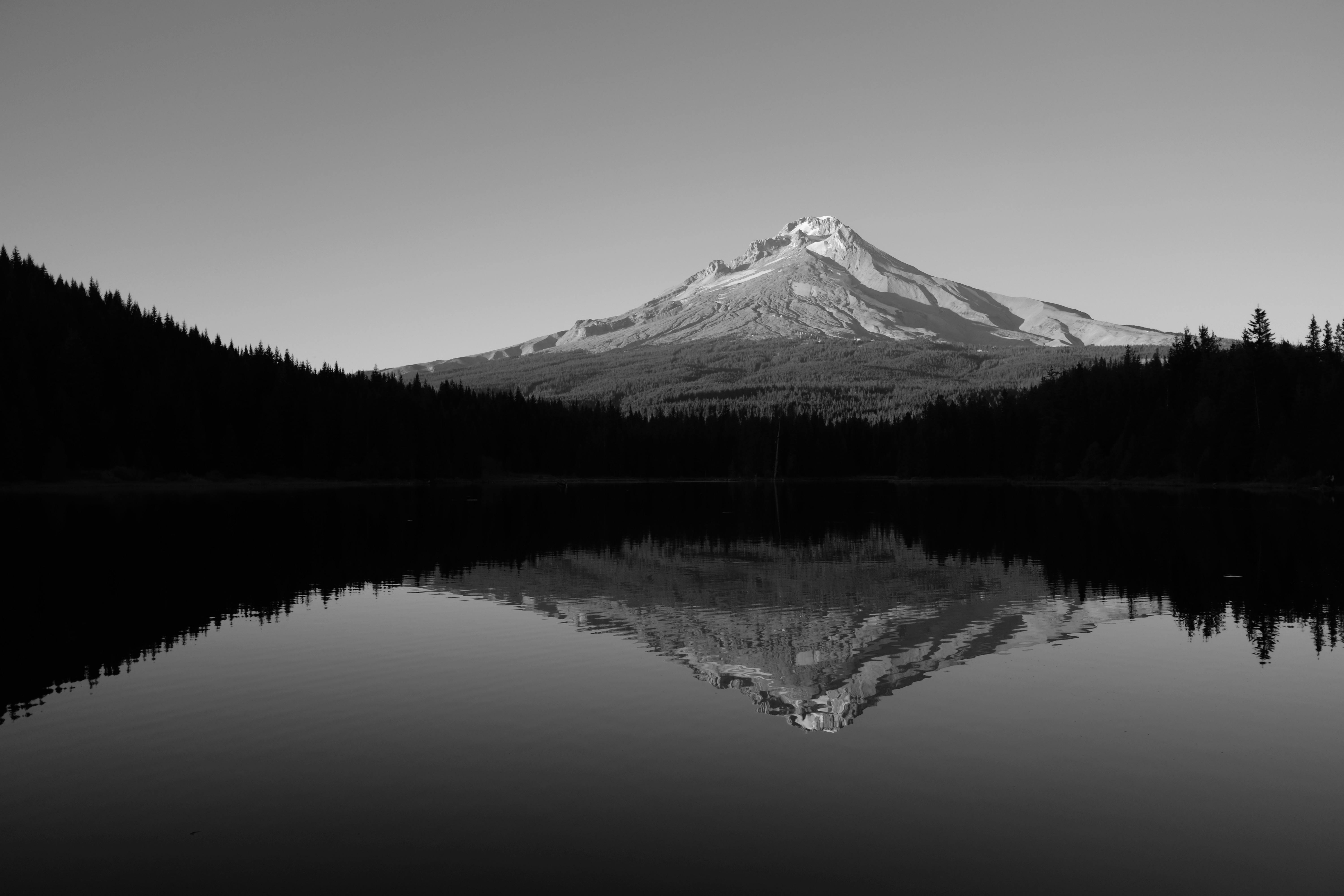 Grayscale Photo Of Tree · Free Stock Photo