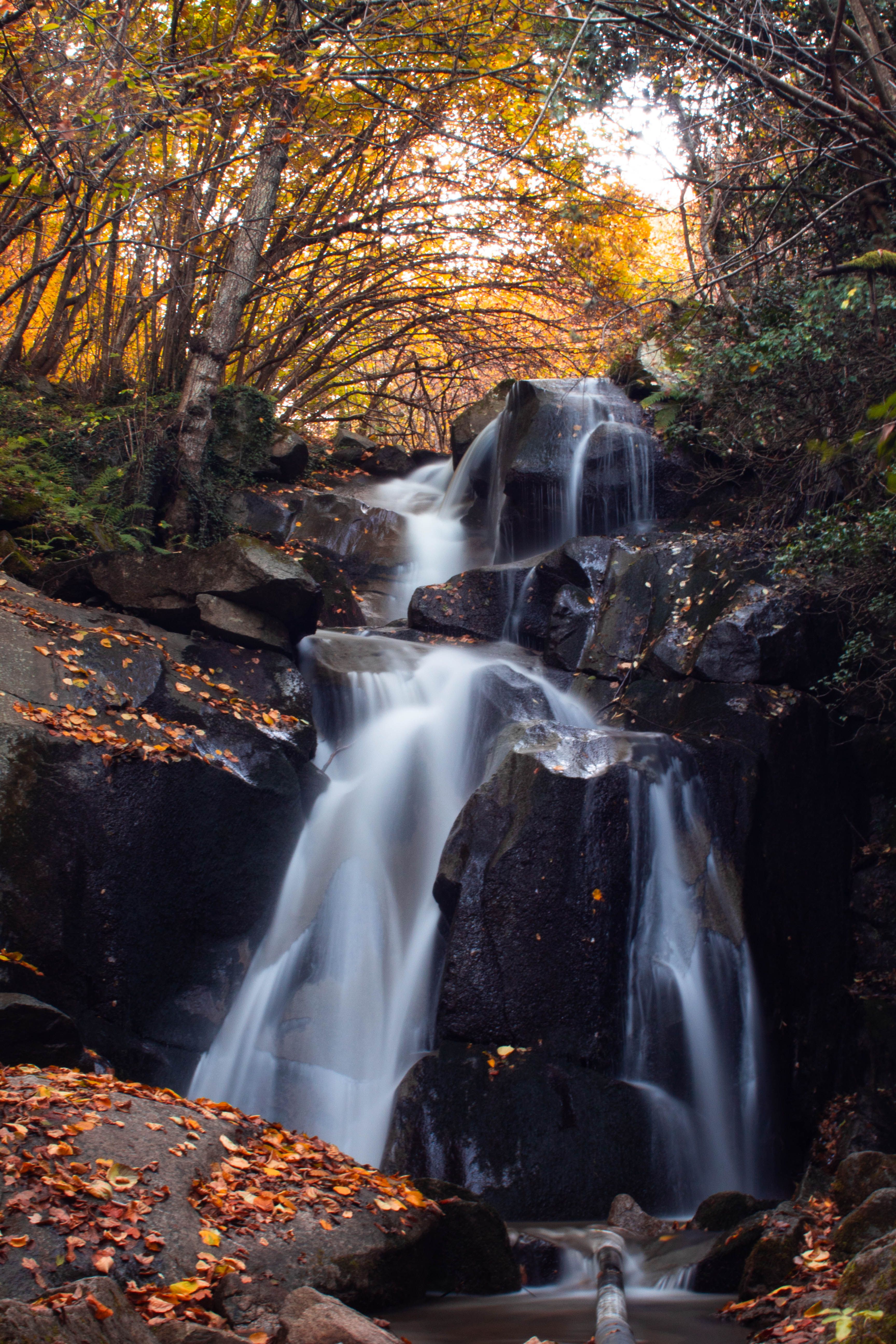 Photo of Waterfalls Near Trees · Free Stock Photo