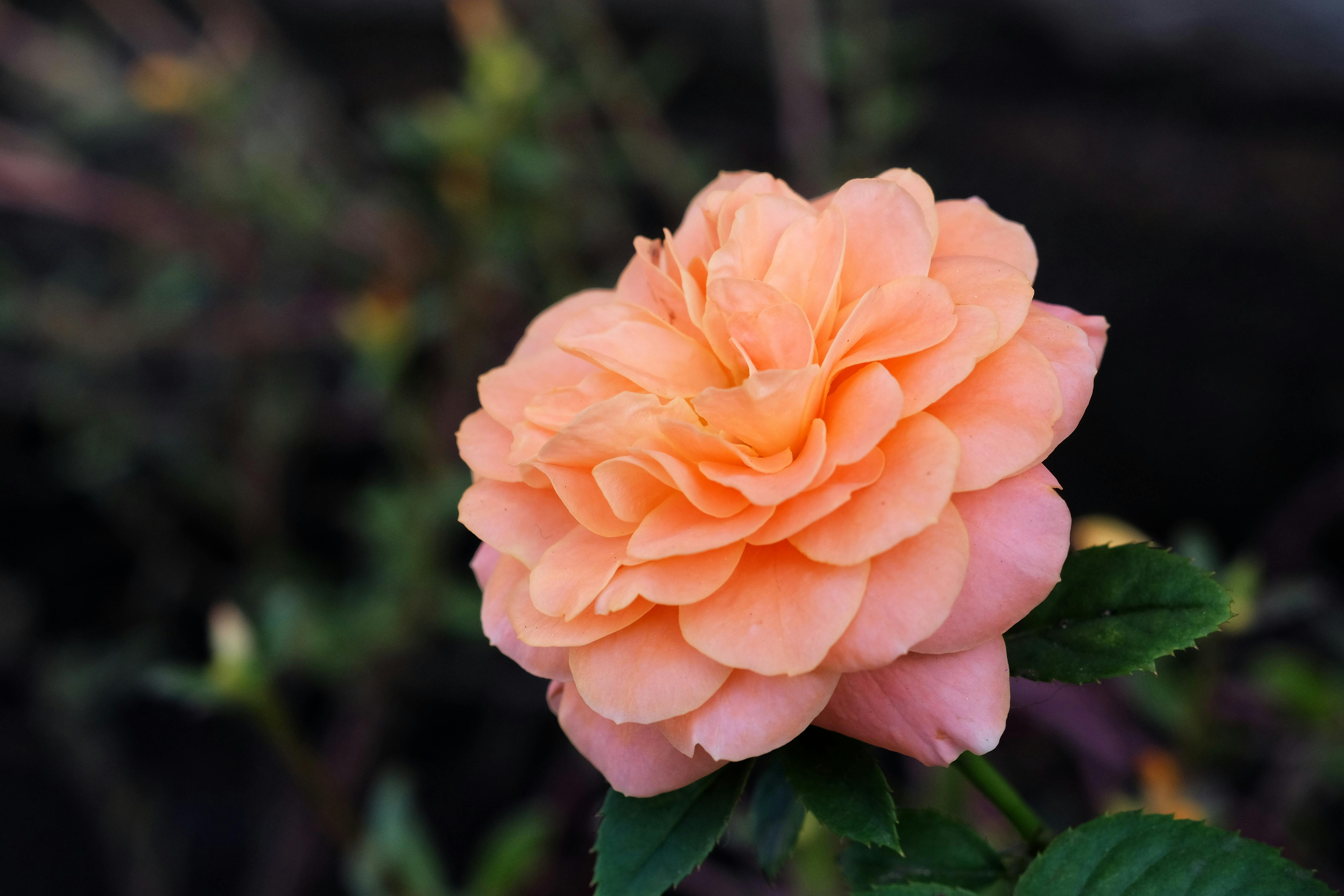 Pale Pink Buttercups · Free Stock Photo