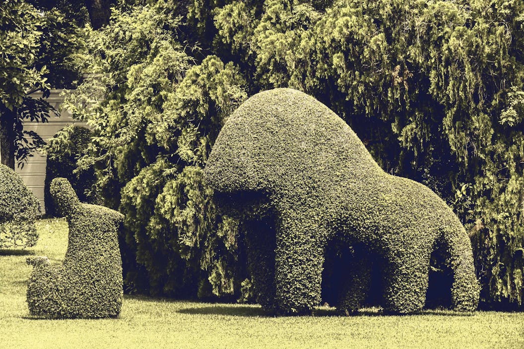 Box Wood Beauty: Simple, Strong, and Useful in Daily Life