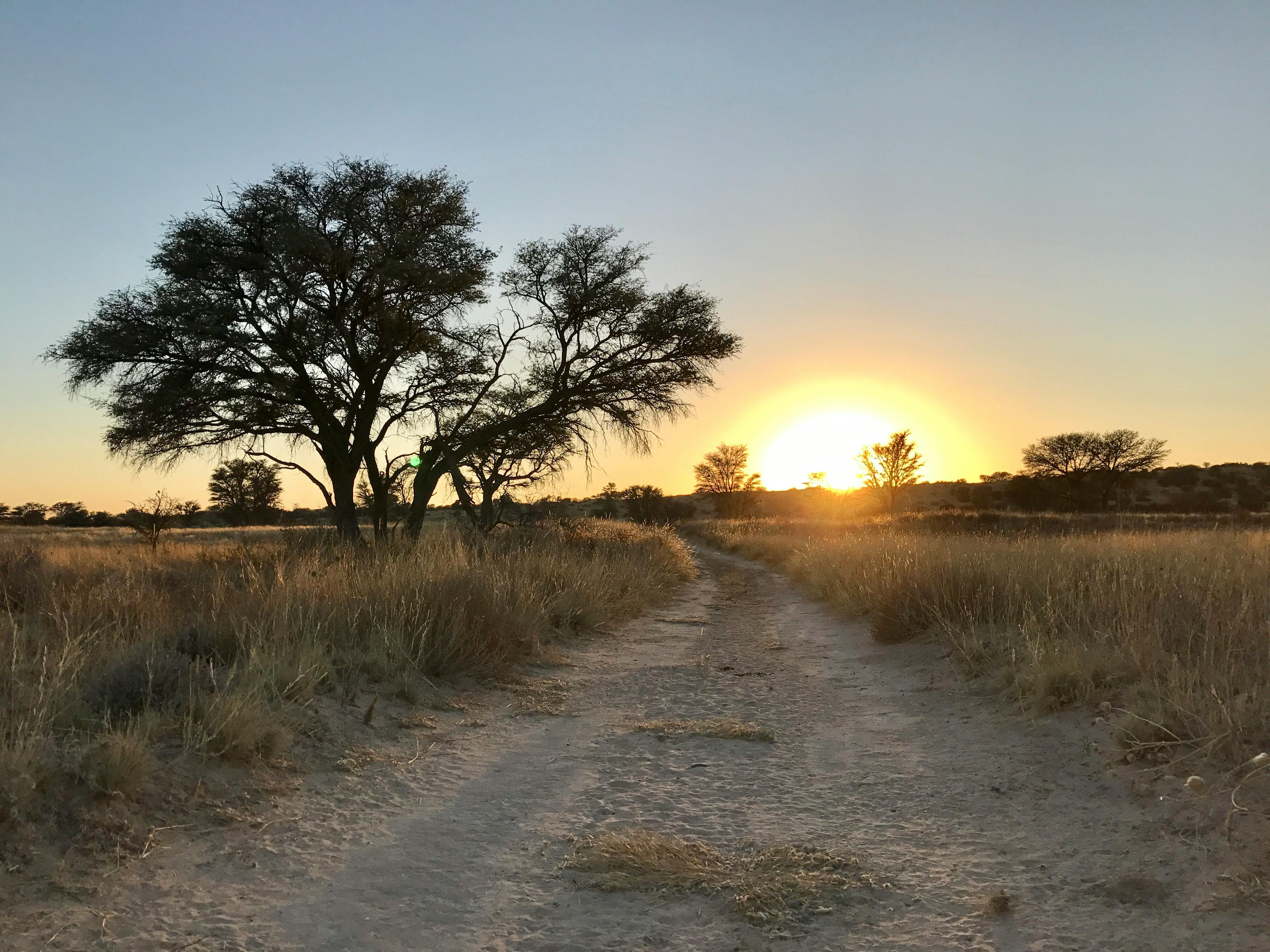 Free stock photo of africa, bushes, grass