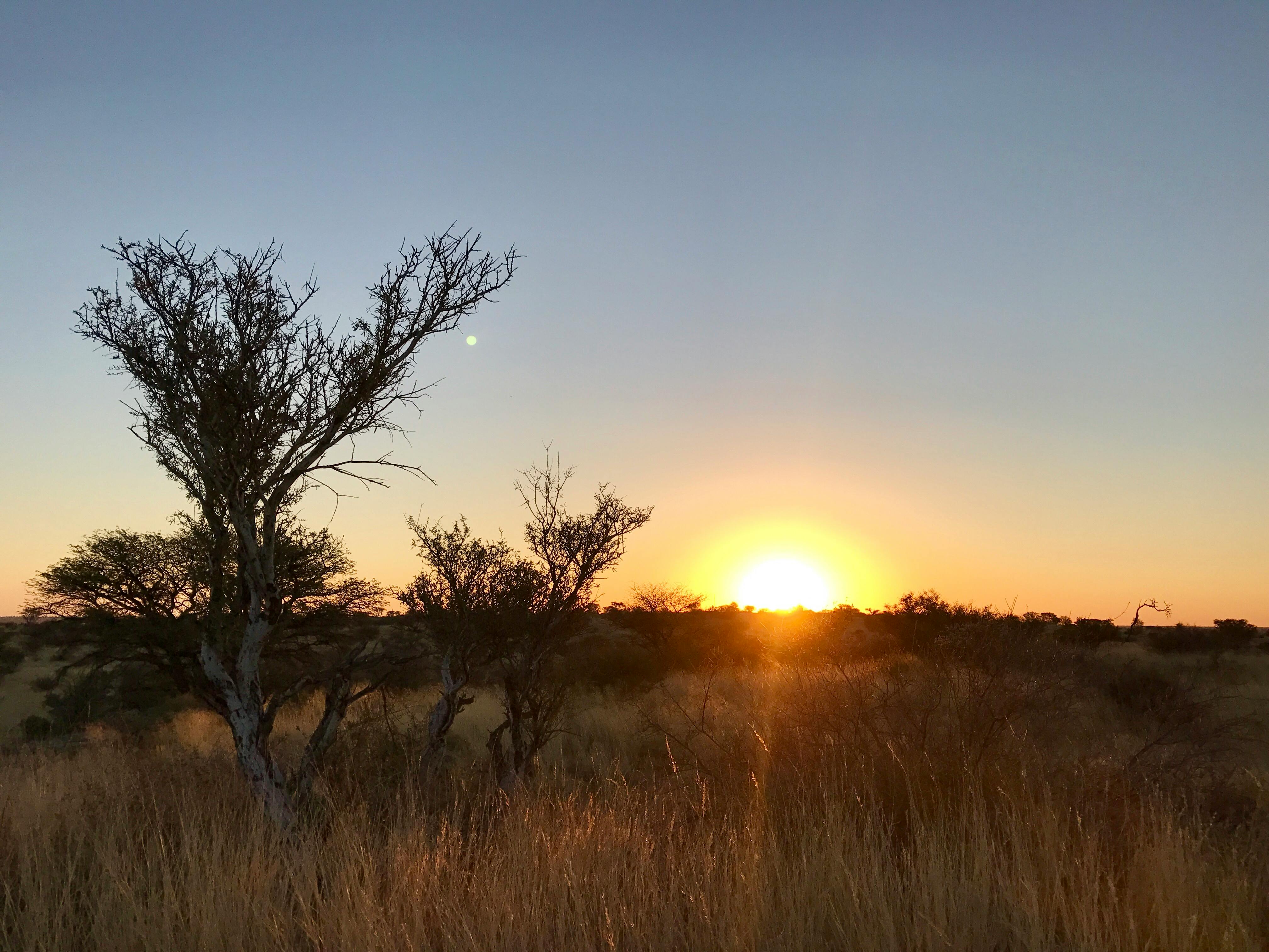 Free stock photo of africa, bushes, grass