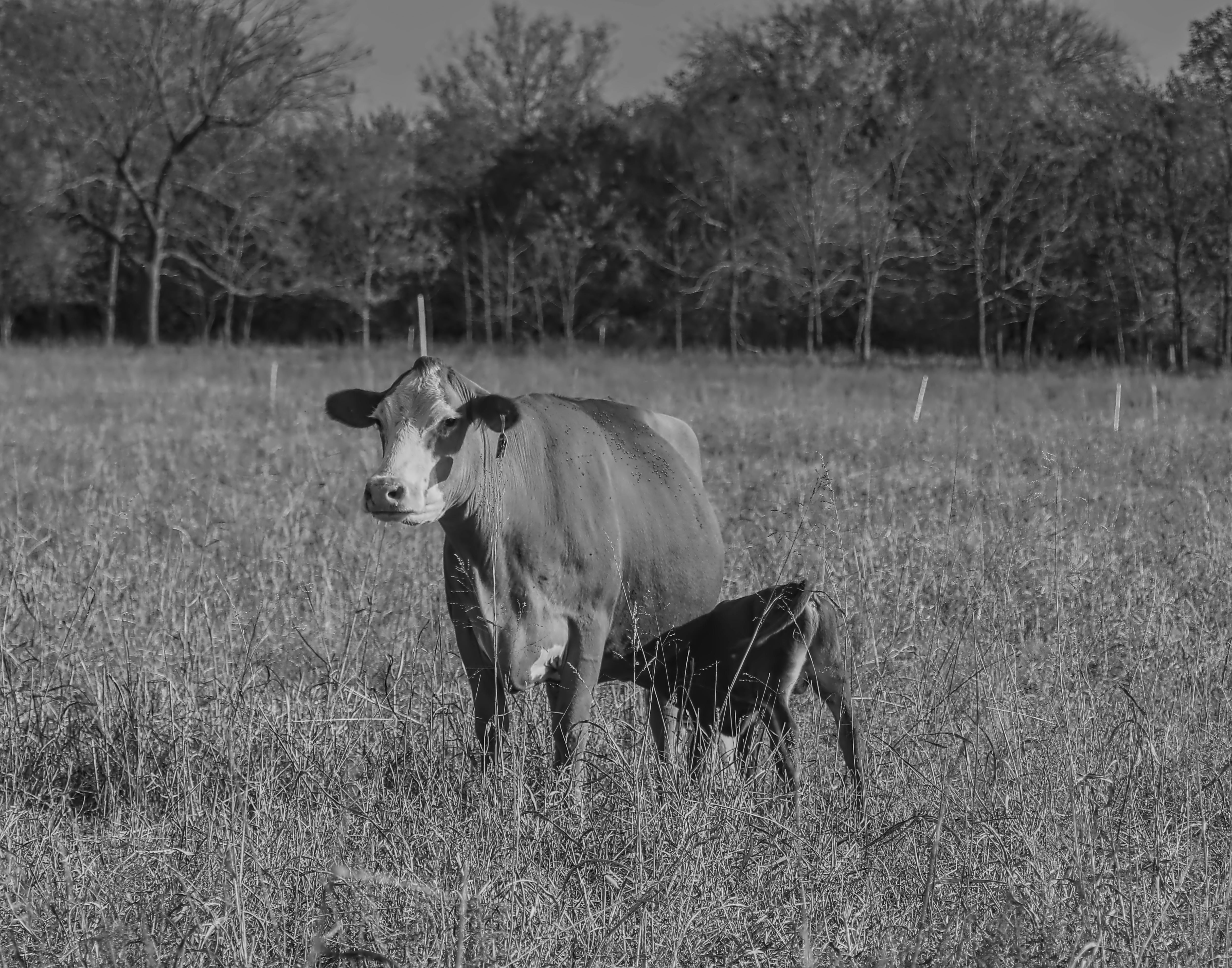 A Grayscale Photo of a Cow and Its Calf on a Grass Field · Free Stock Photo
