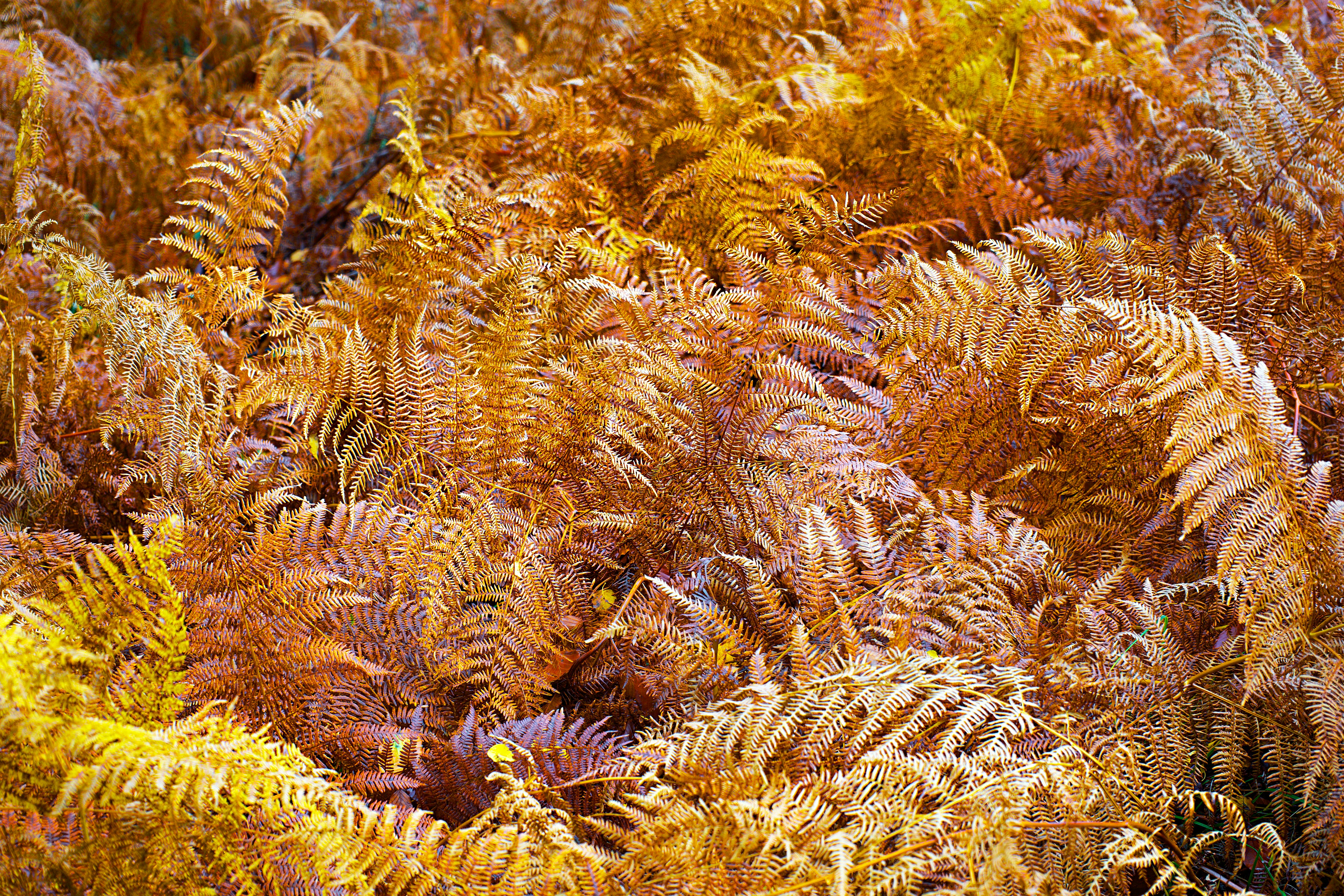 European Fern Photos, Download The BEST Free European Fern Stock Photos ...