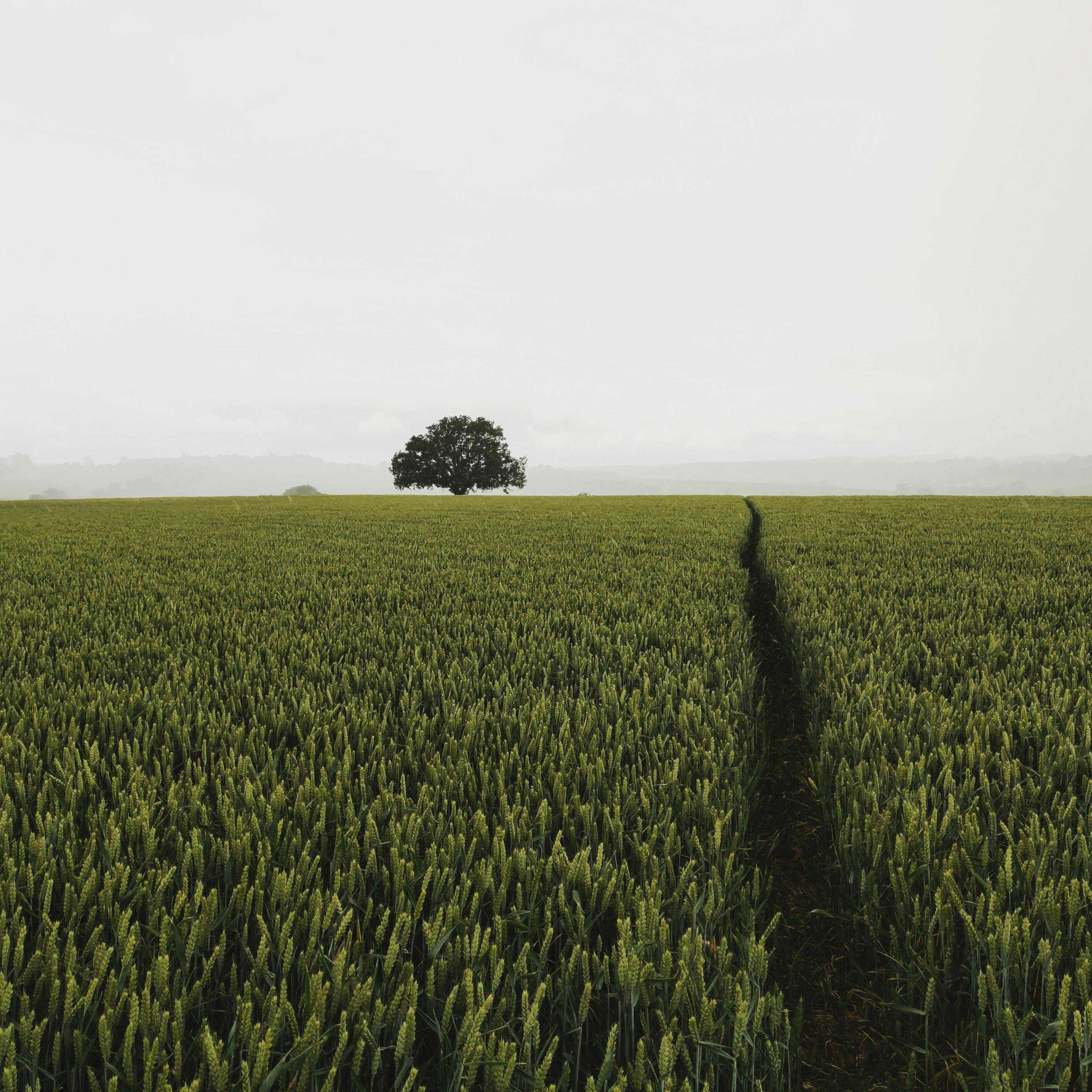 Path in Field · Free Stock Photo