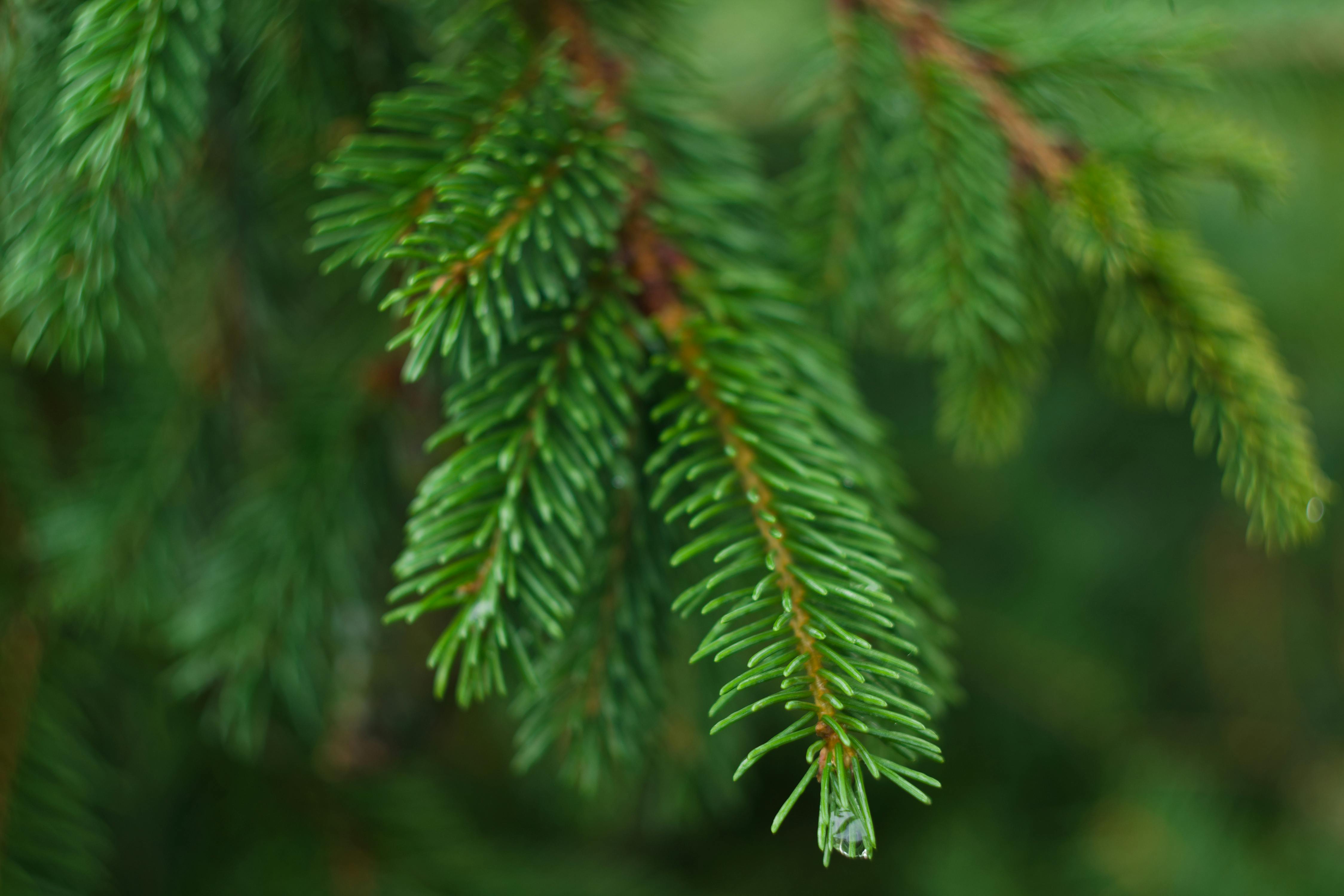 Sapling of Conifer Tree in Forest · Free Stock Photo