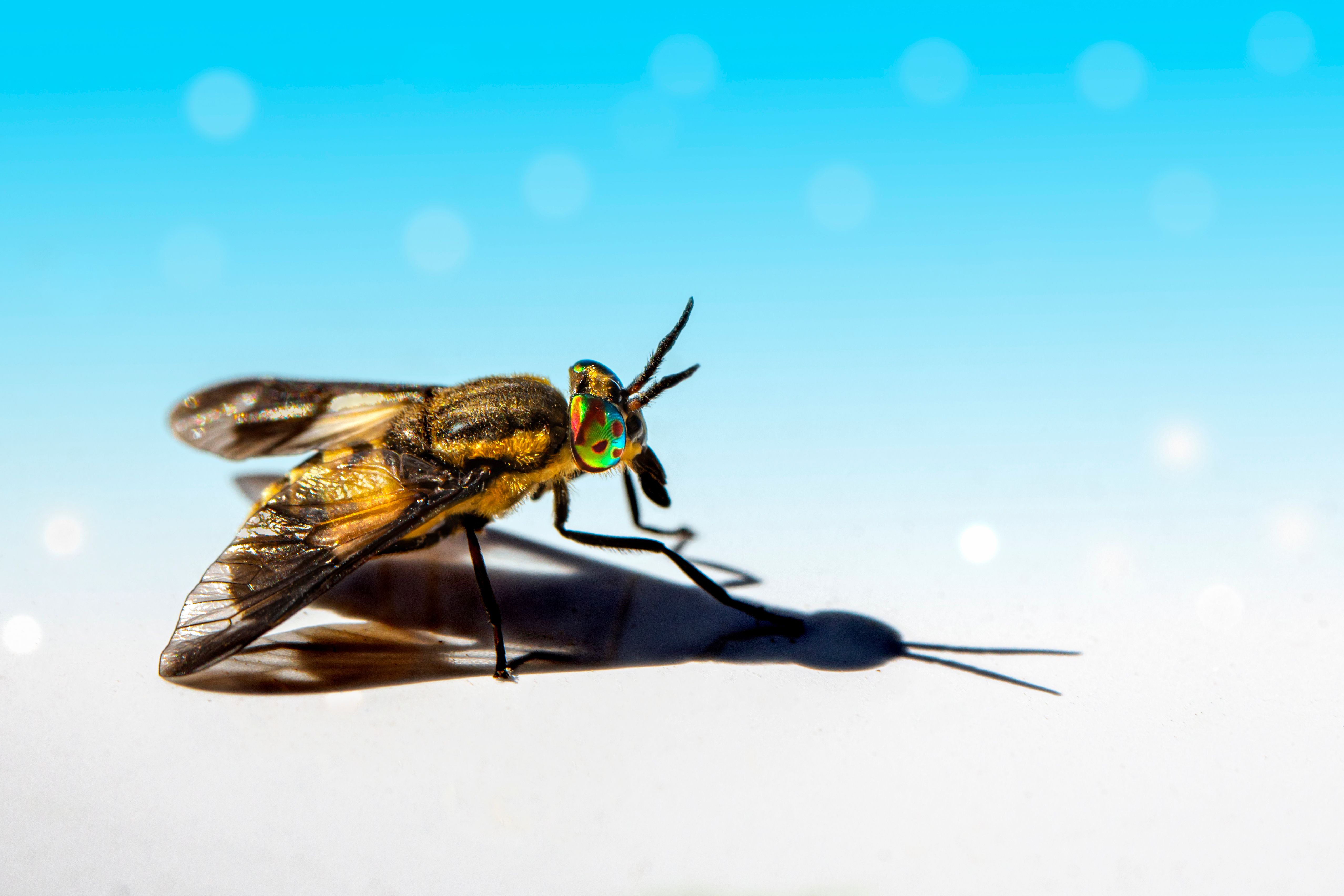 Macro Shot of a Splayed Deer Fly · Free Stock Photo