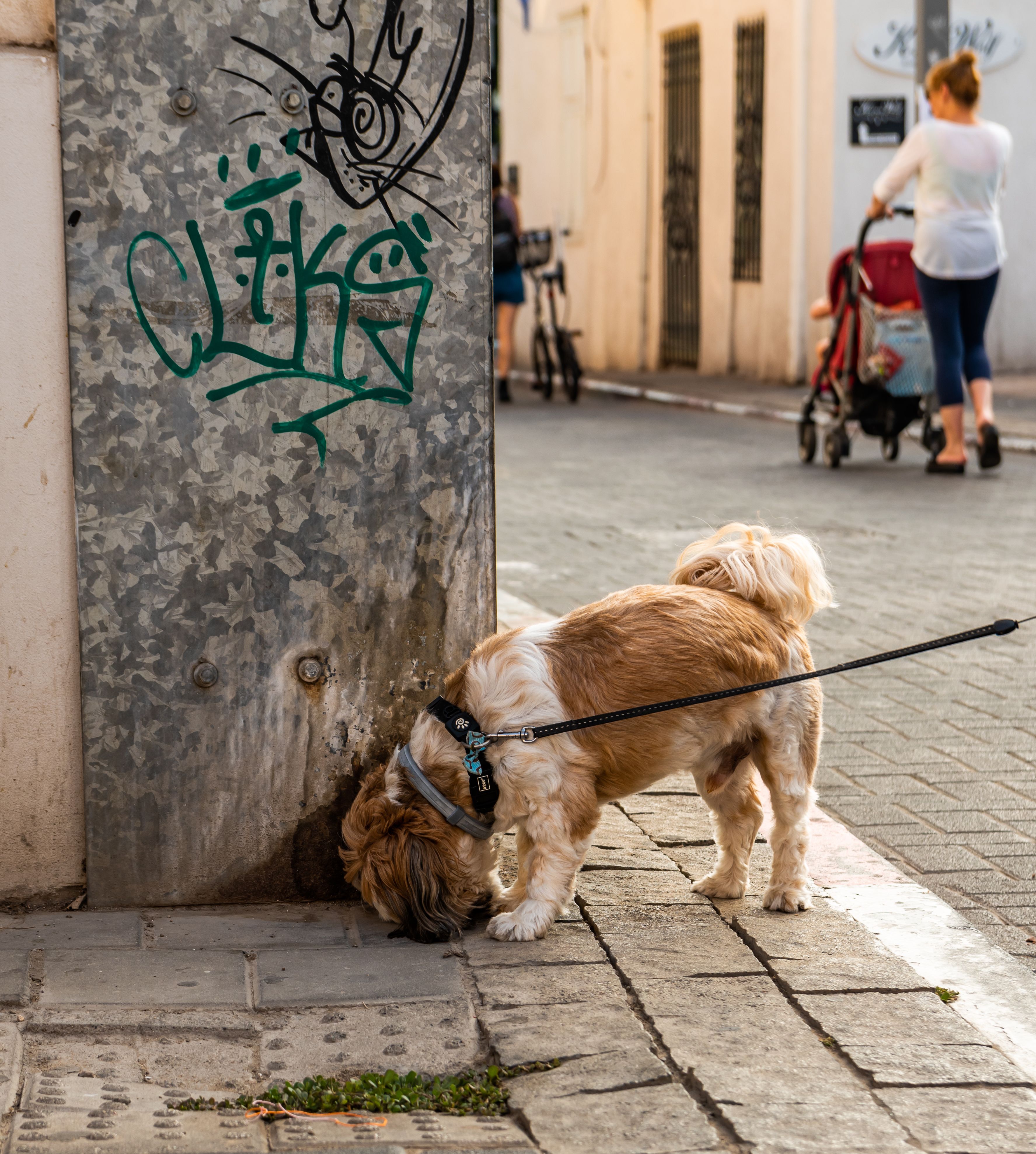 20 000 Best Dog Sniffing Photos 100 Free Download Pexels Stock Photos