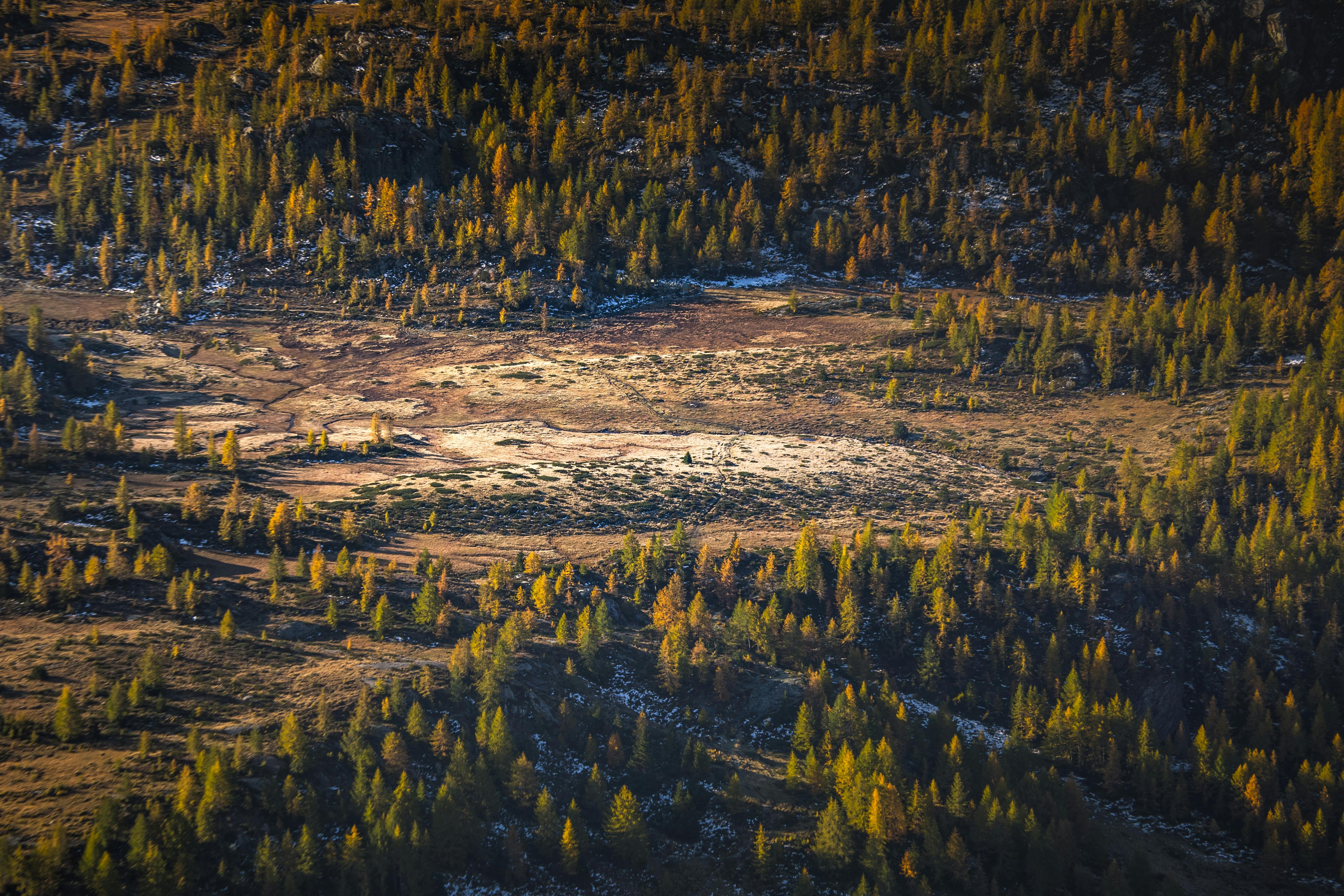 Aerial View of Trees in the Valley · Free Stock Photo