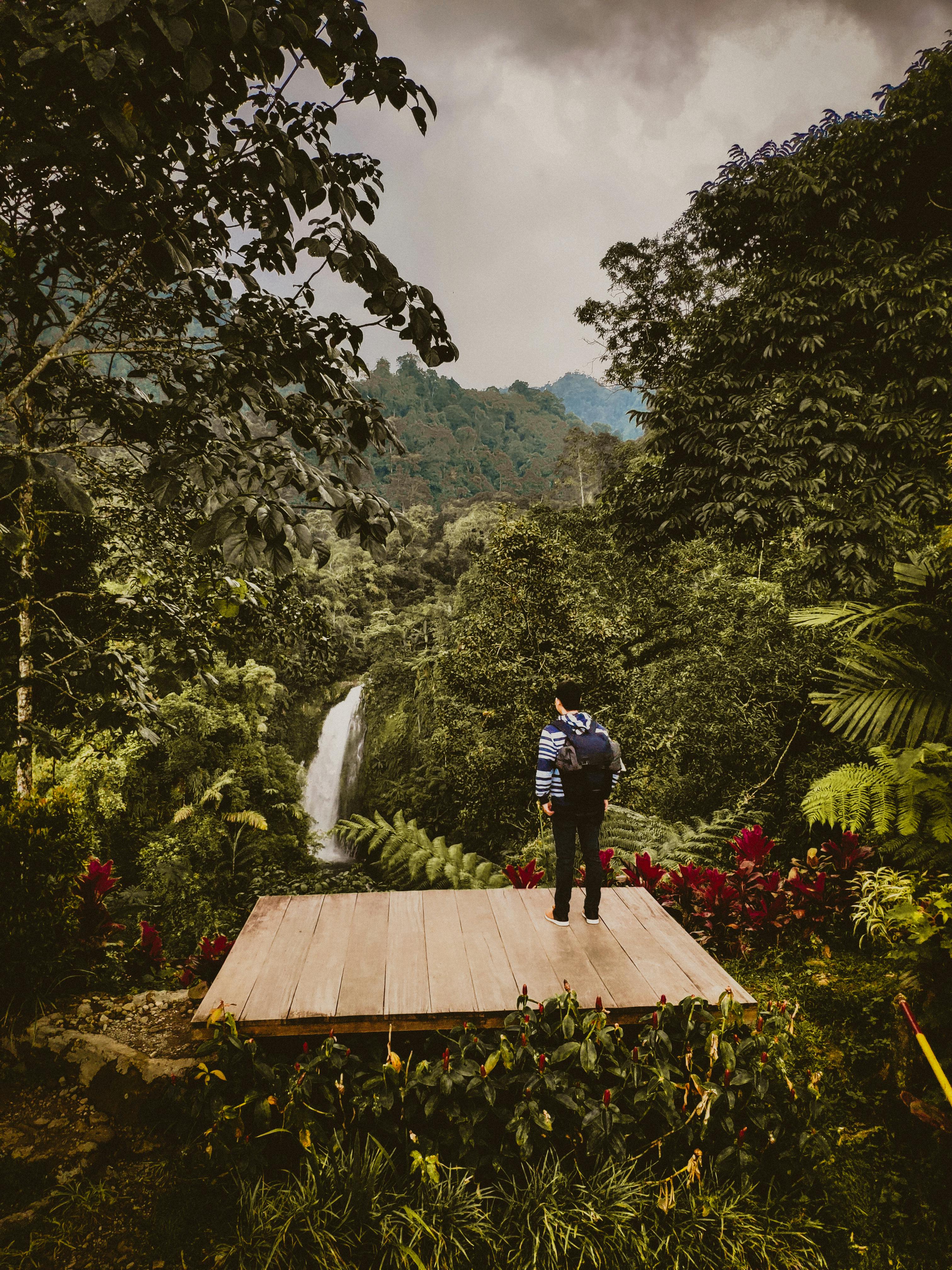 Person Standing on a Wooden Viewing Deck Overlooking Forest and ...