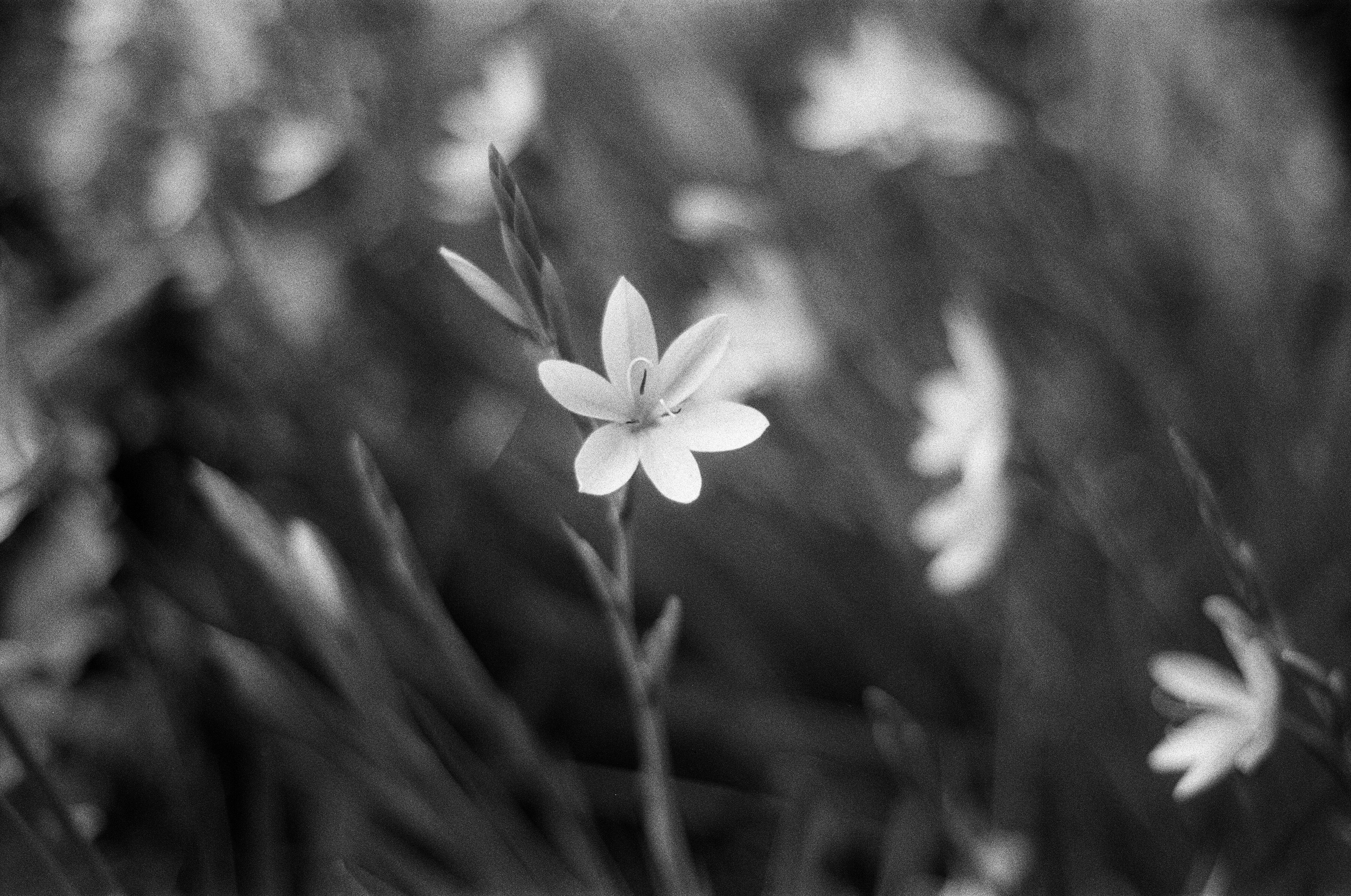Grayscale Photo of a Garden Tulip Flower · Free Stock Photo