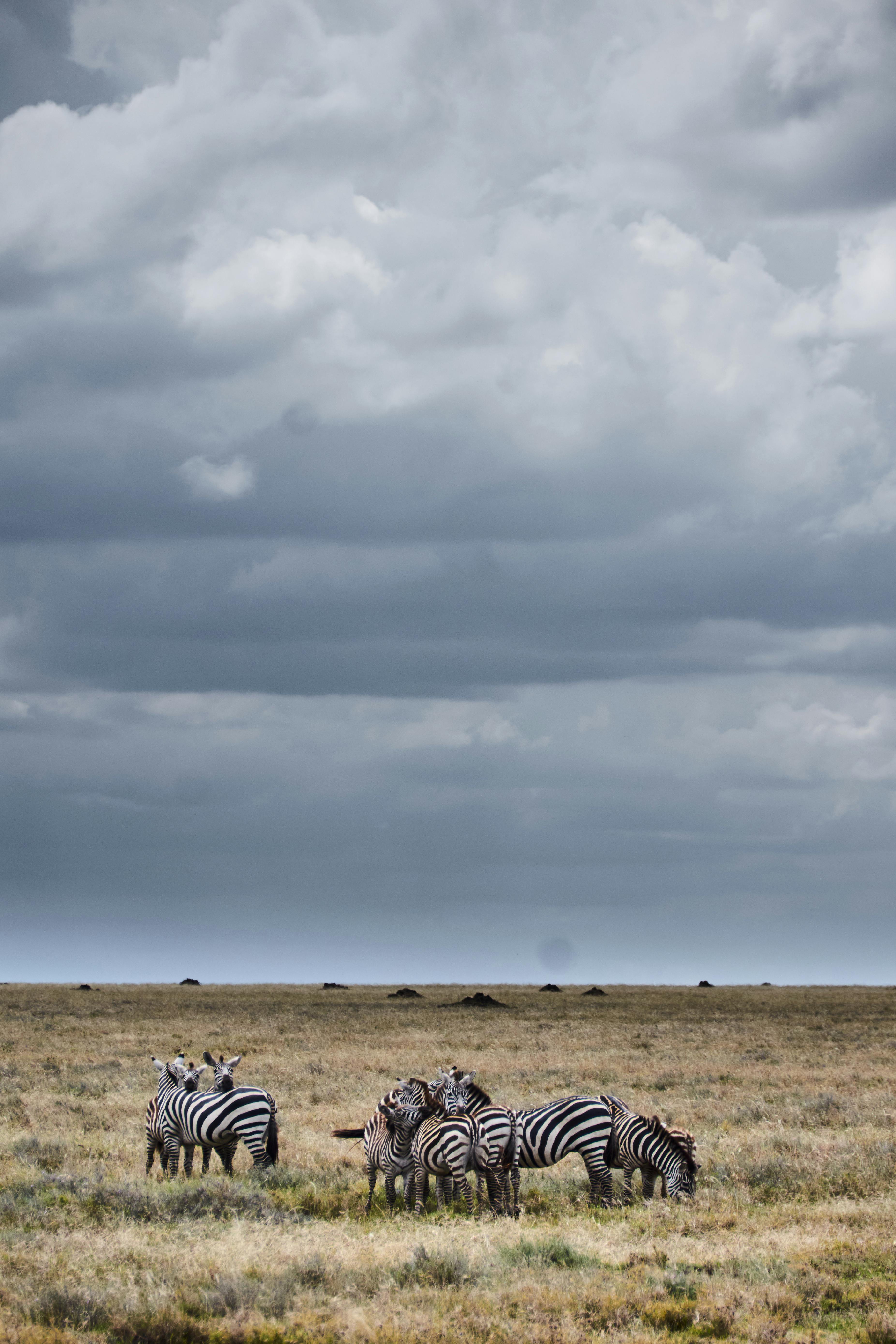 A Herd of Zebras on a Field Under a Cloudy Sky · Free Stock Photo