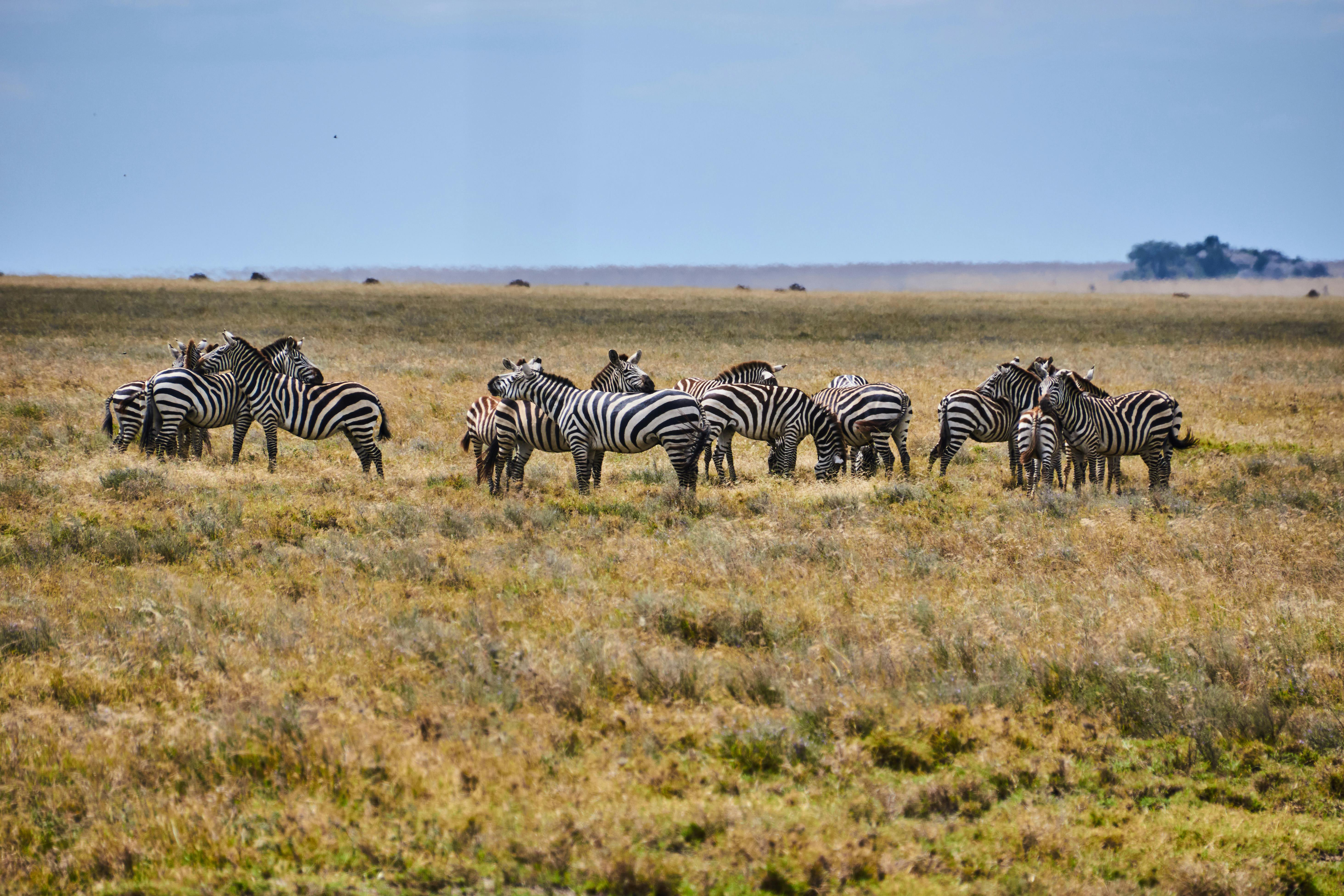 Photography of Two Zebras on Road · Free Stock Photo