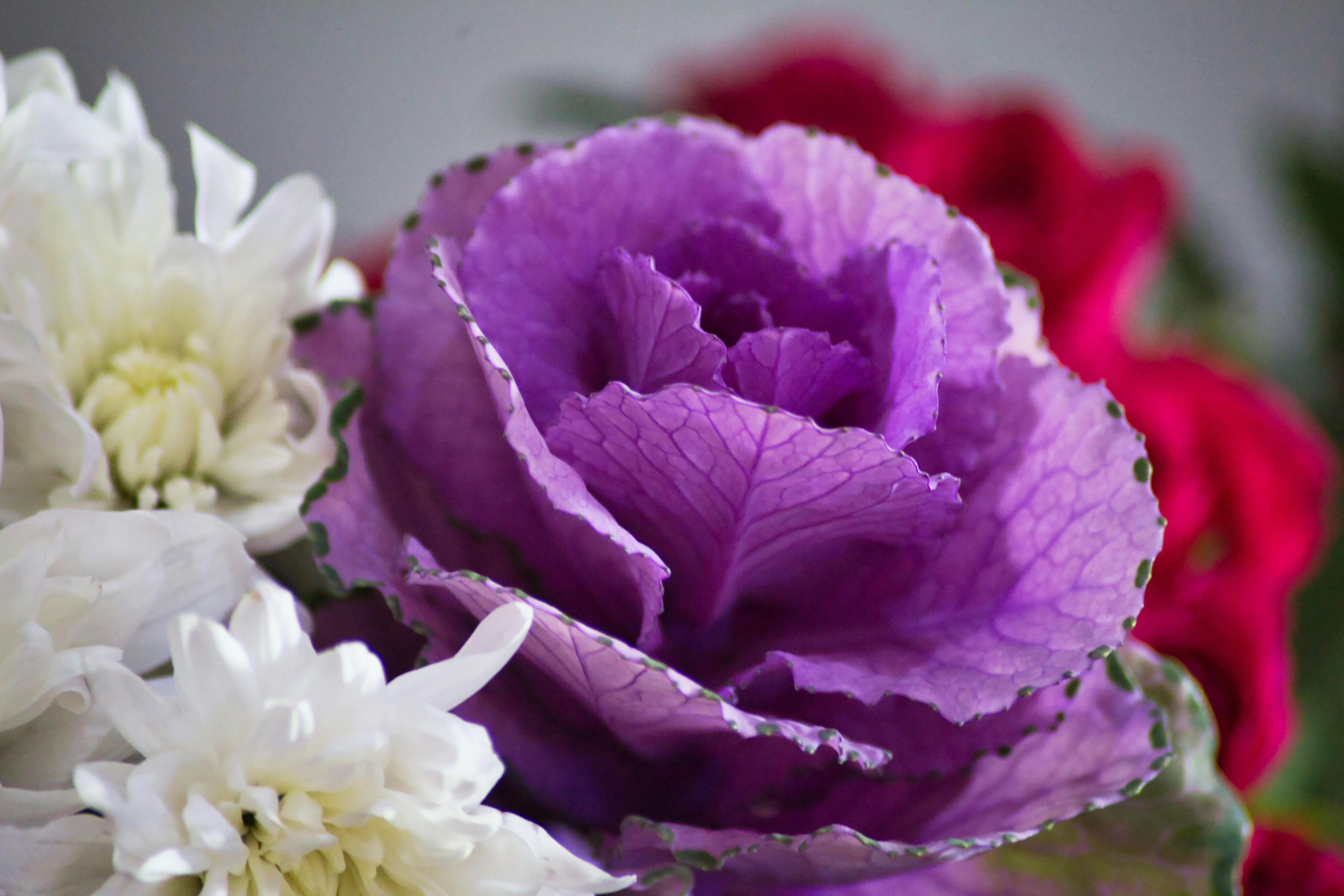 Foto profissional gratuita de alegre, ambiente, arranjo floral, beleza ...