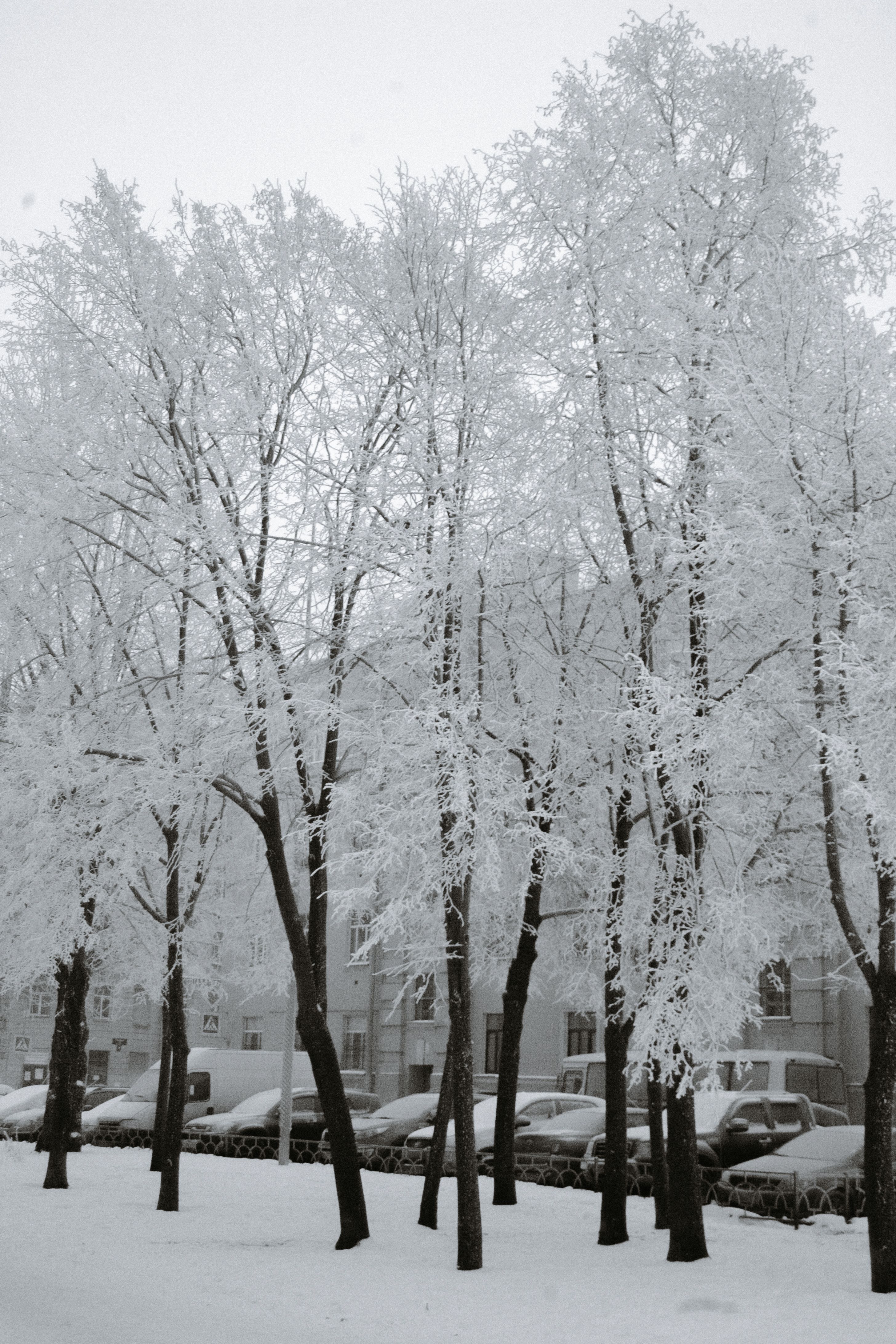 Snowy trees in city park near vehicles · Free Stock Photo