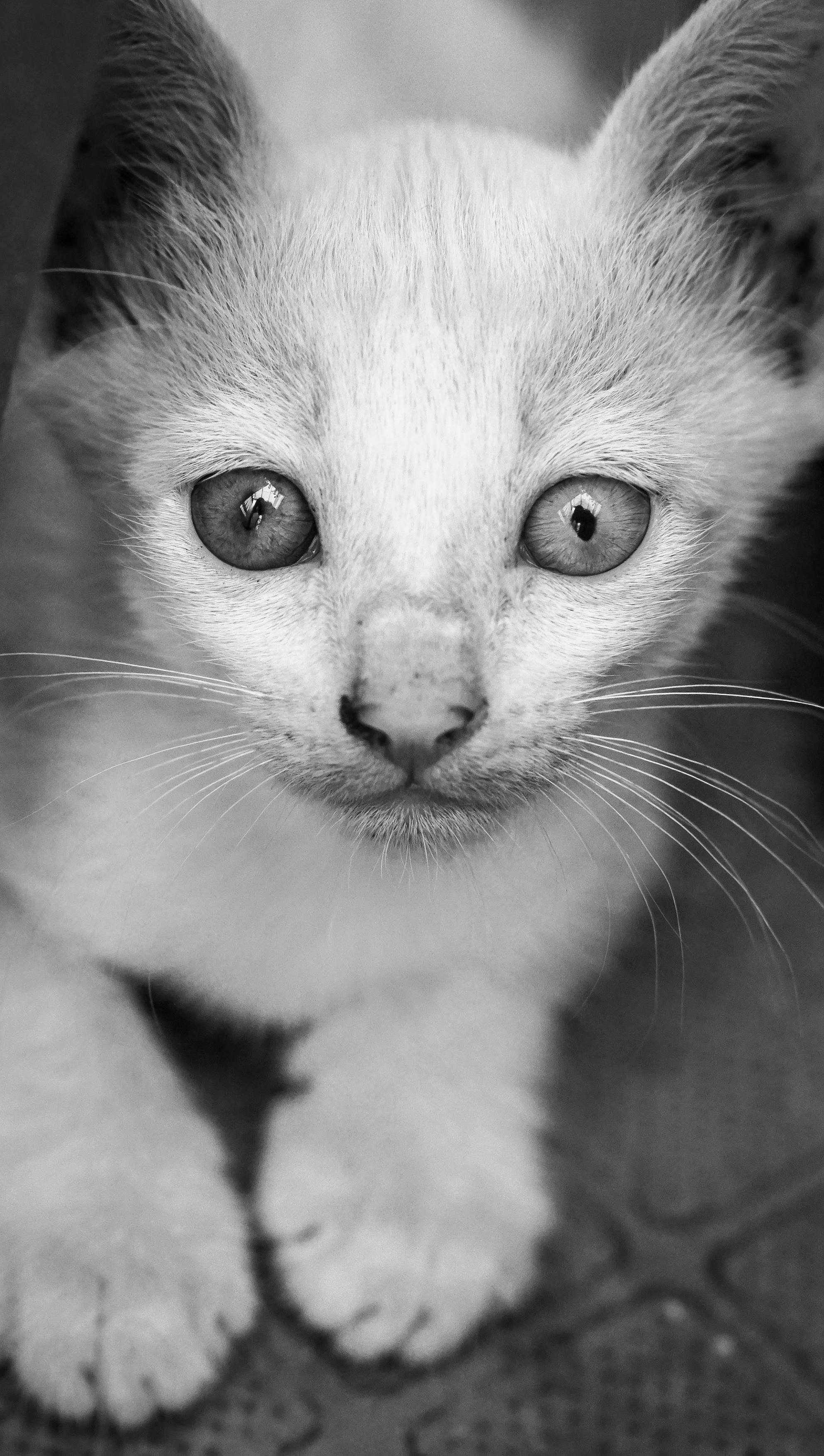 Grayscale Photo of Pug on Floor · Free Stock Photo